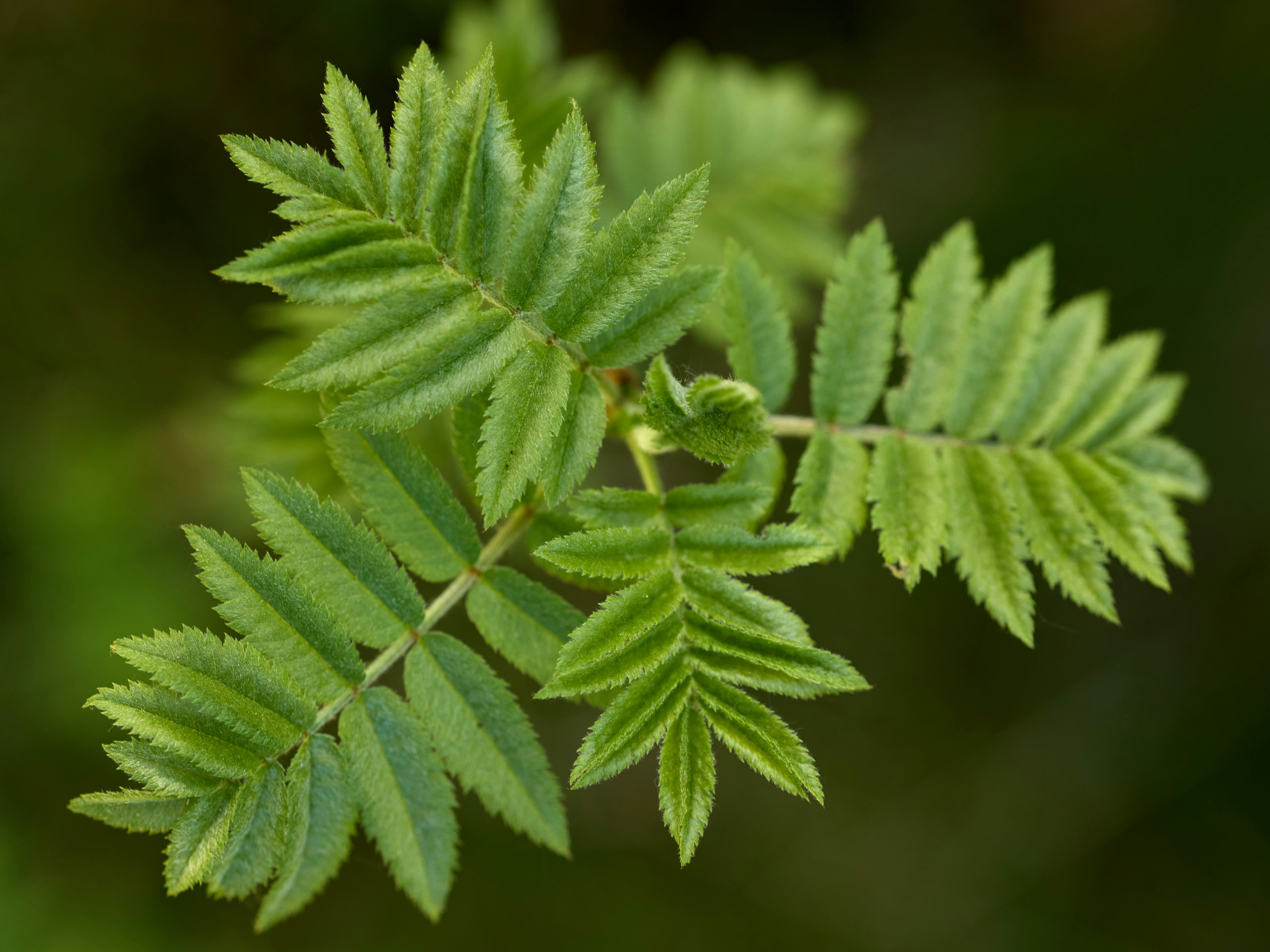Emerald Fronds in Focus: A Close-Up of Fern Structure