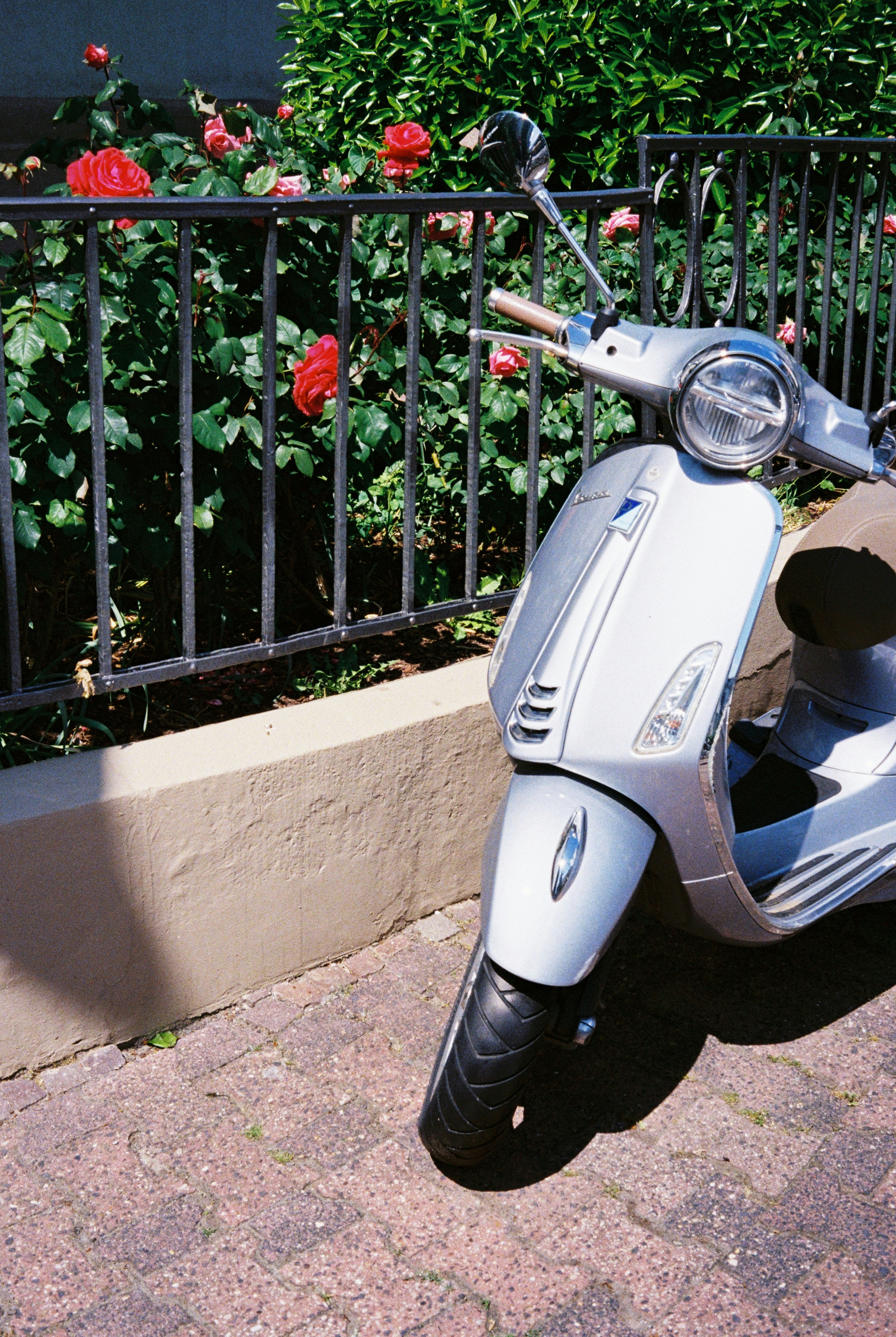Silver Vespa by the Rose Fence