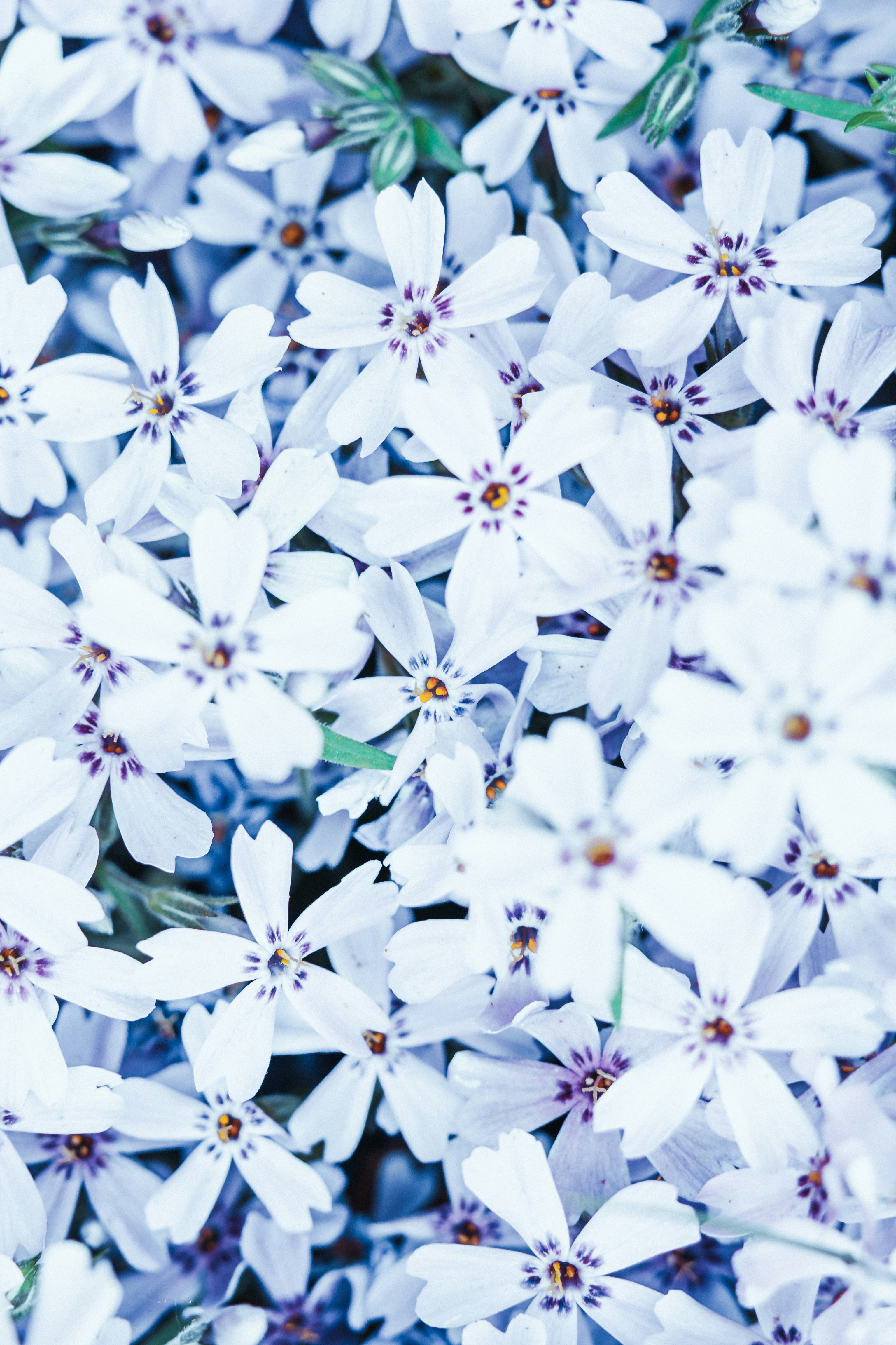 A sea of delicate blue blossoms under soft light