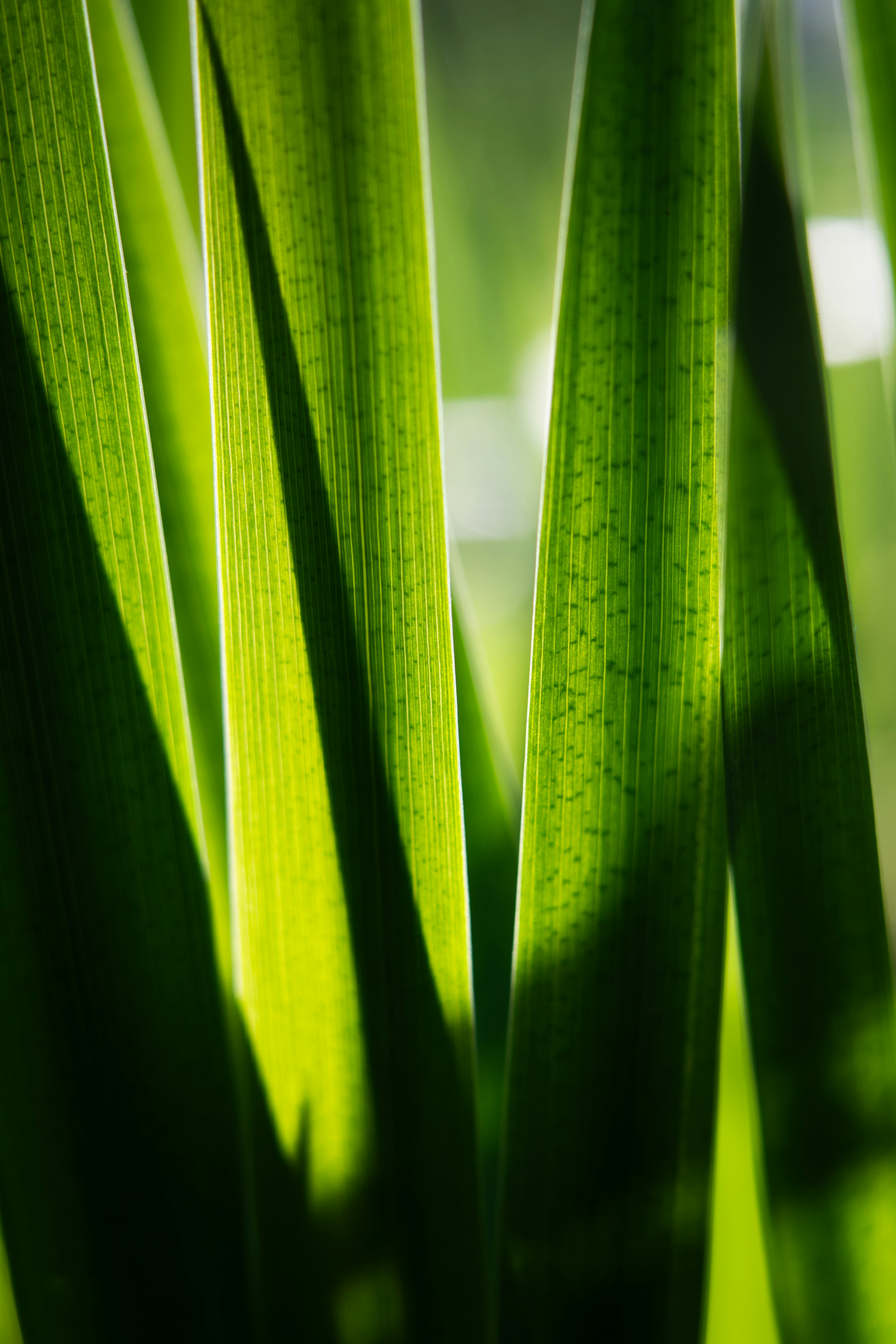 Emerald Sentries: A Close Cadence of Green Stripes