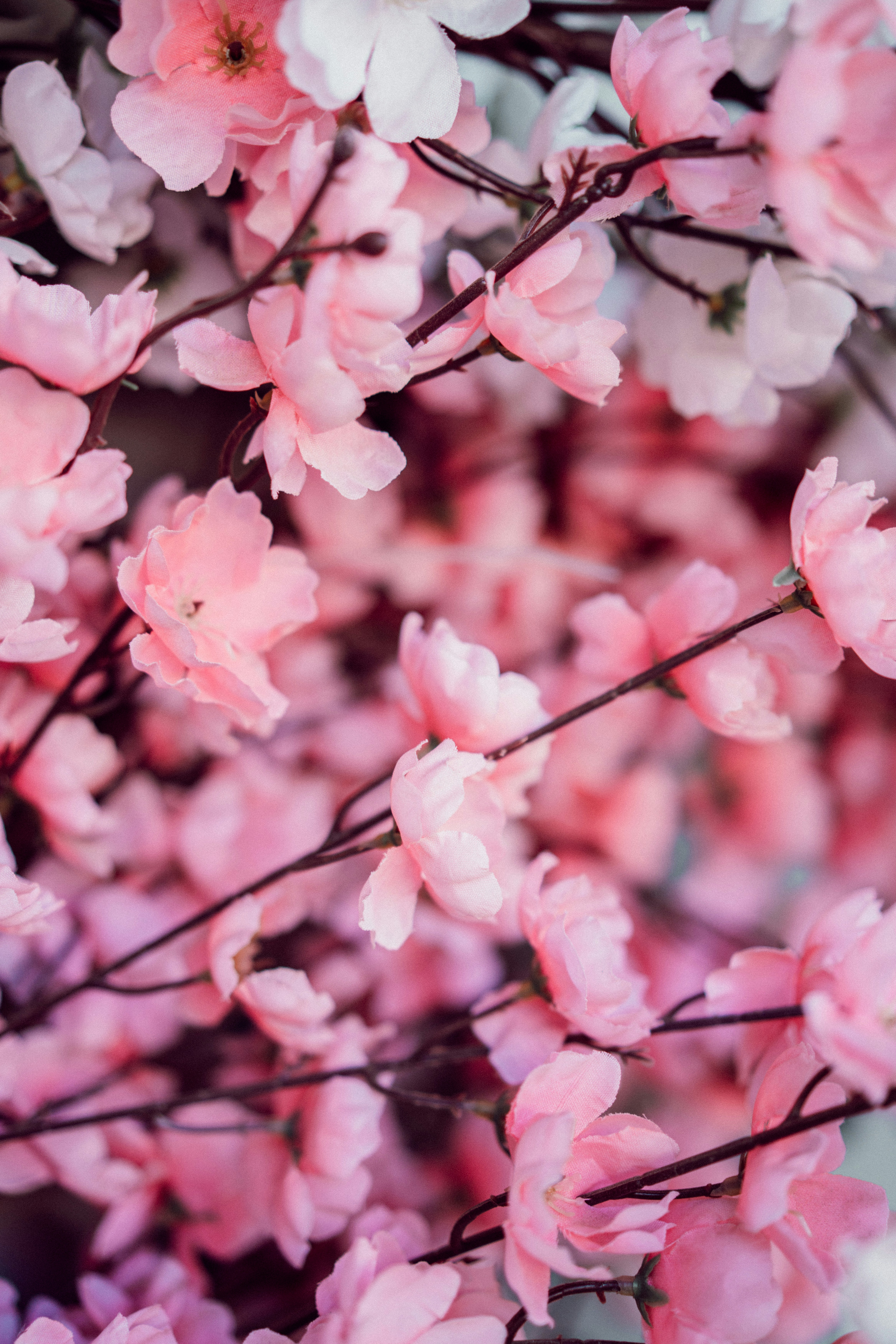 Blossom Cascade: Soft Pink Petals Converge on Dark Branches
