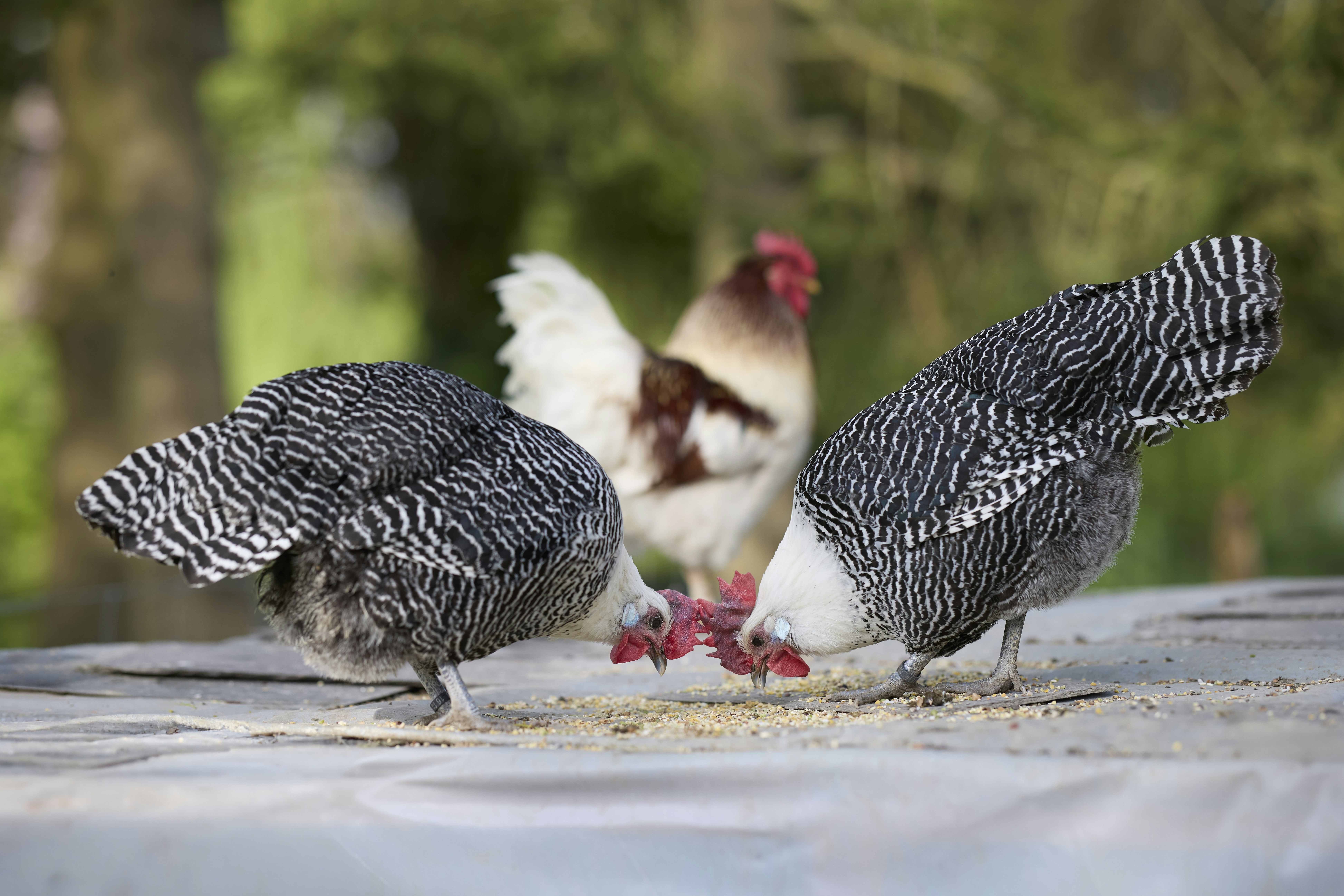 Duel at the Grain: Striped Chickens Forage in Tandem
