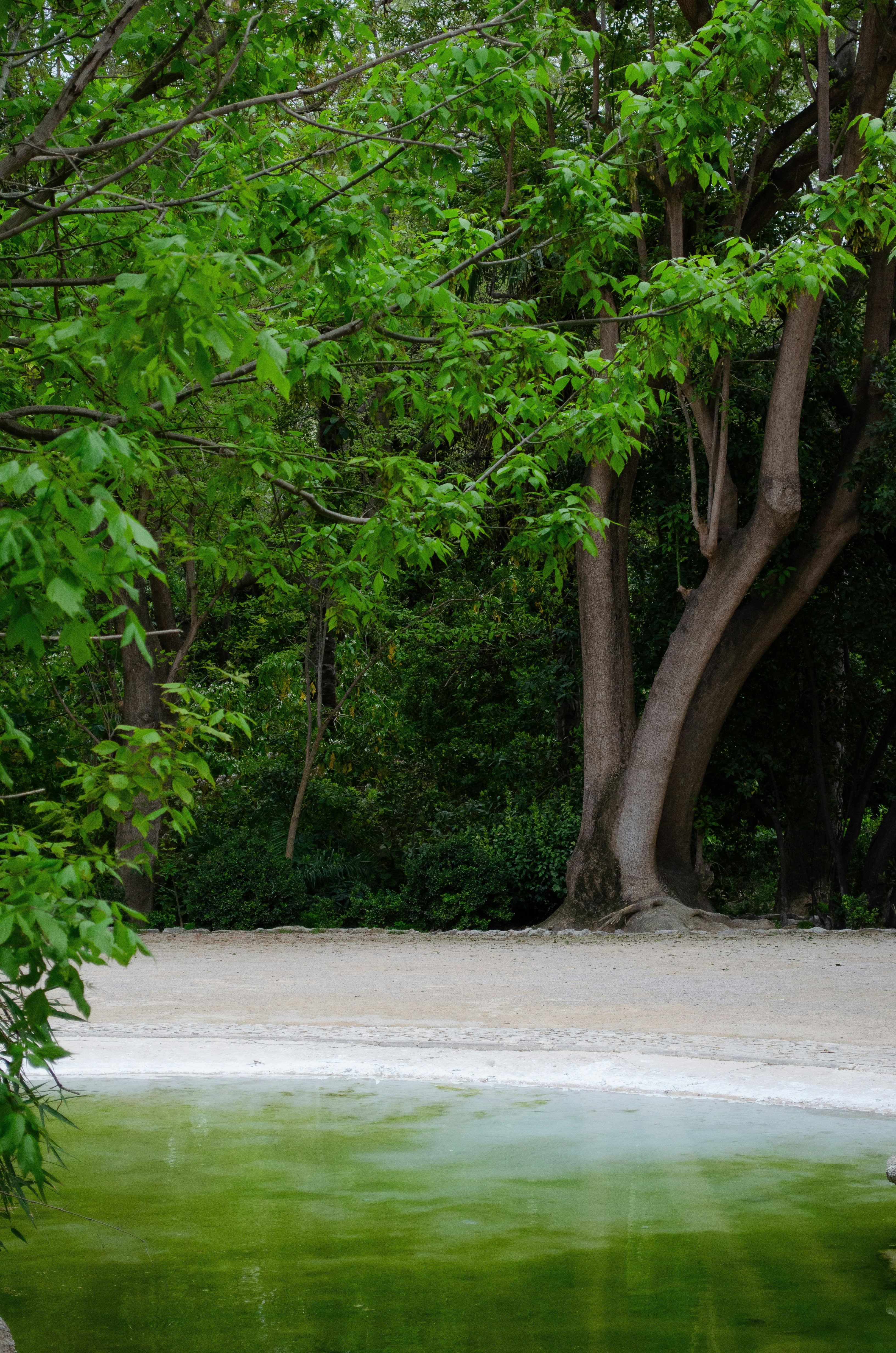 Verdant Shoreline: Sunlit Trees Framing a Quiet Beach