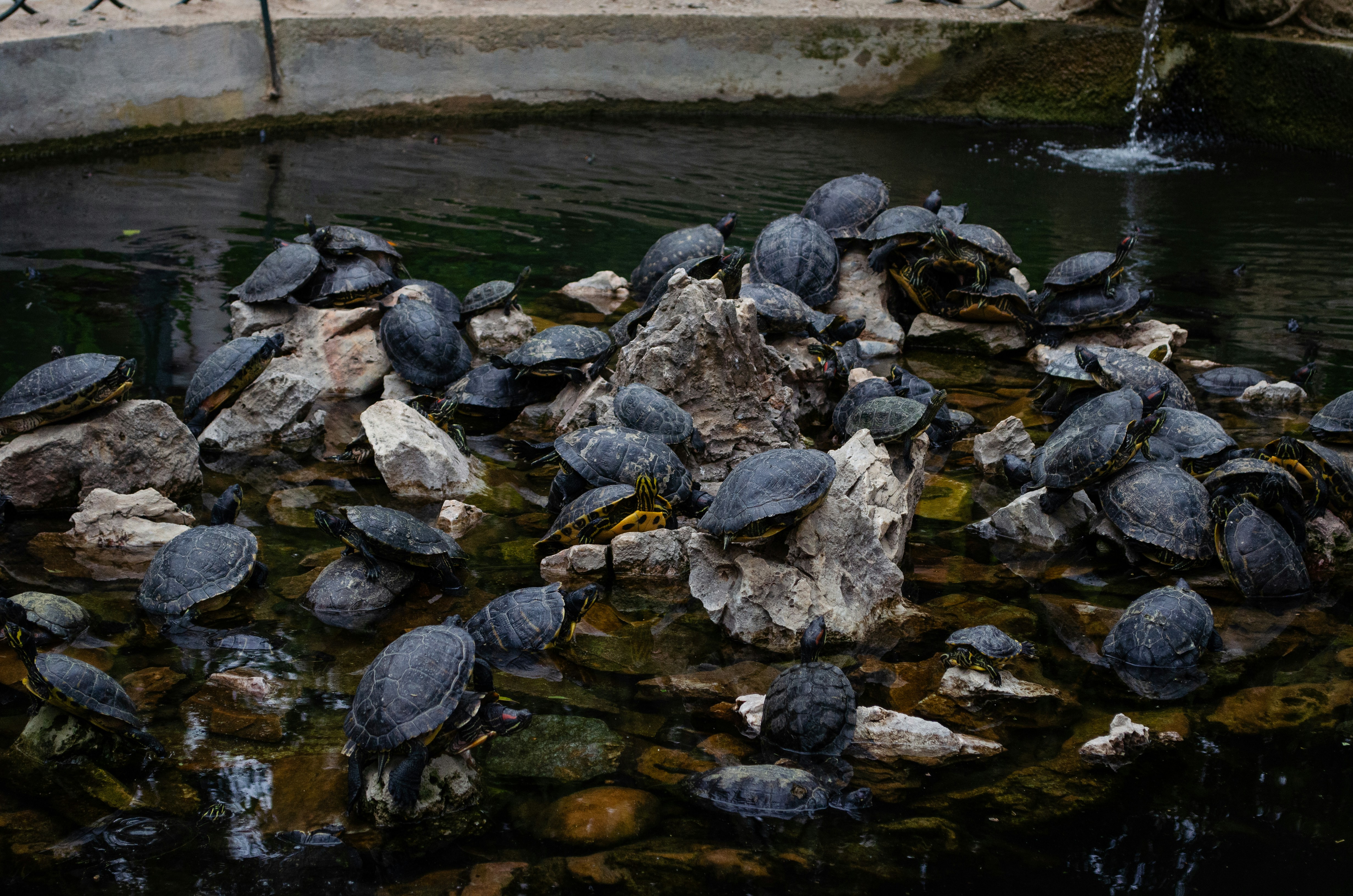 Sunlit Assembly: Turtles Basking on a Rock Mosaic