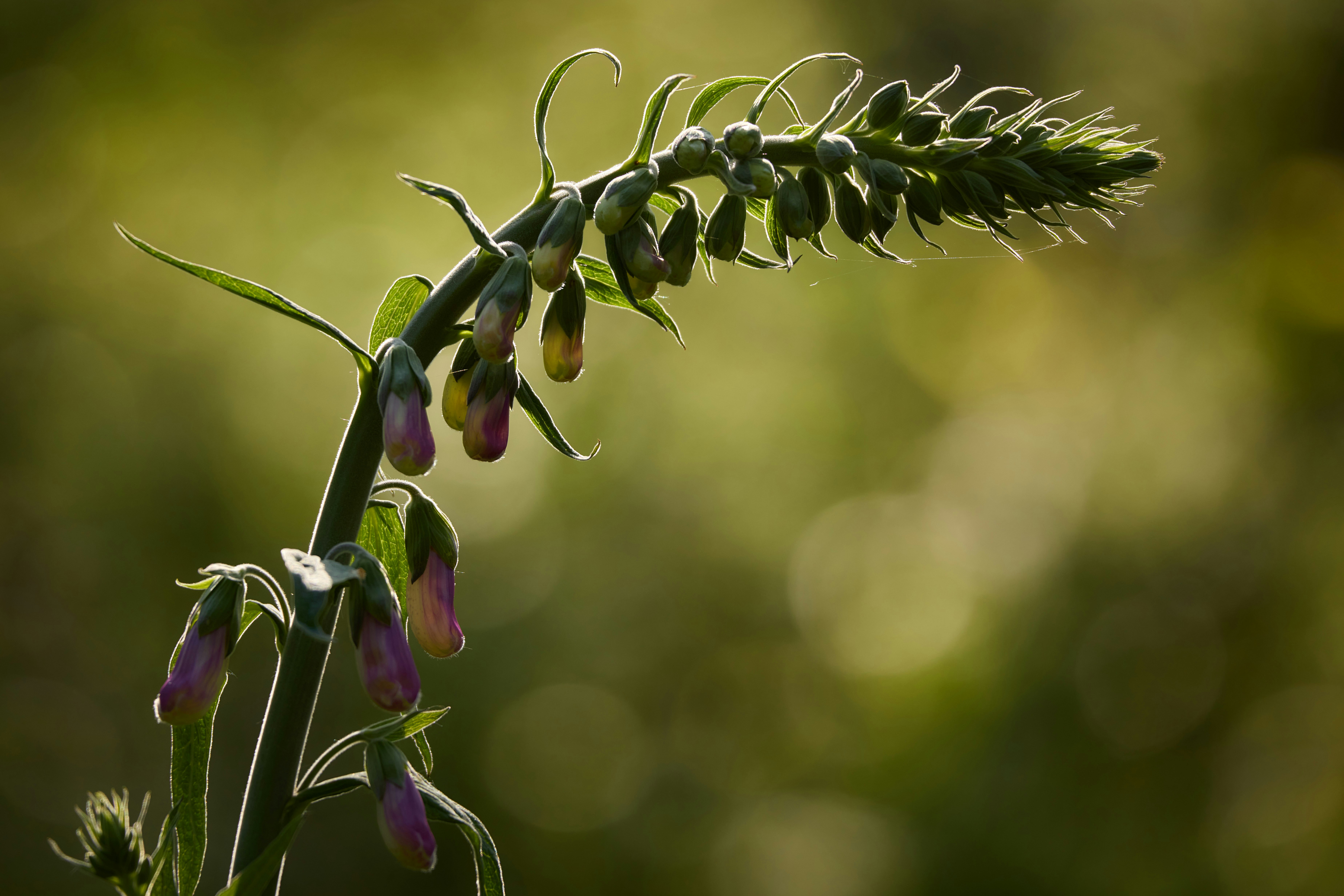 Arching lupine stem catches morning light with bokeh bloom