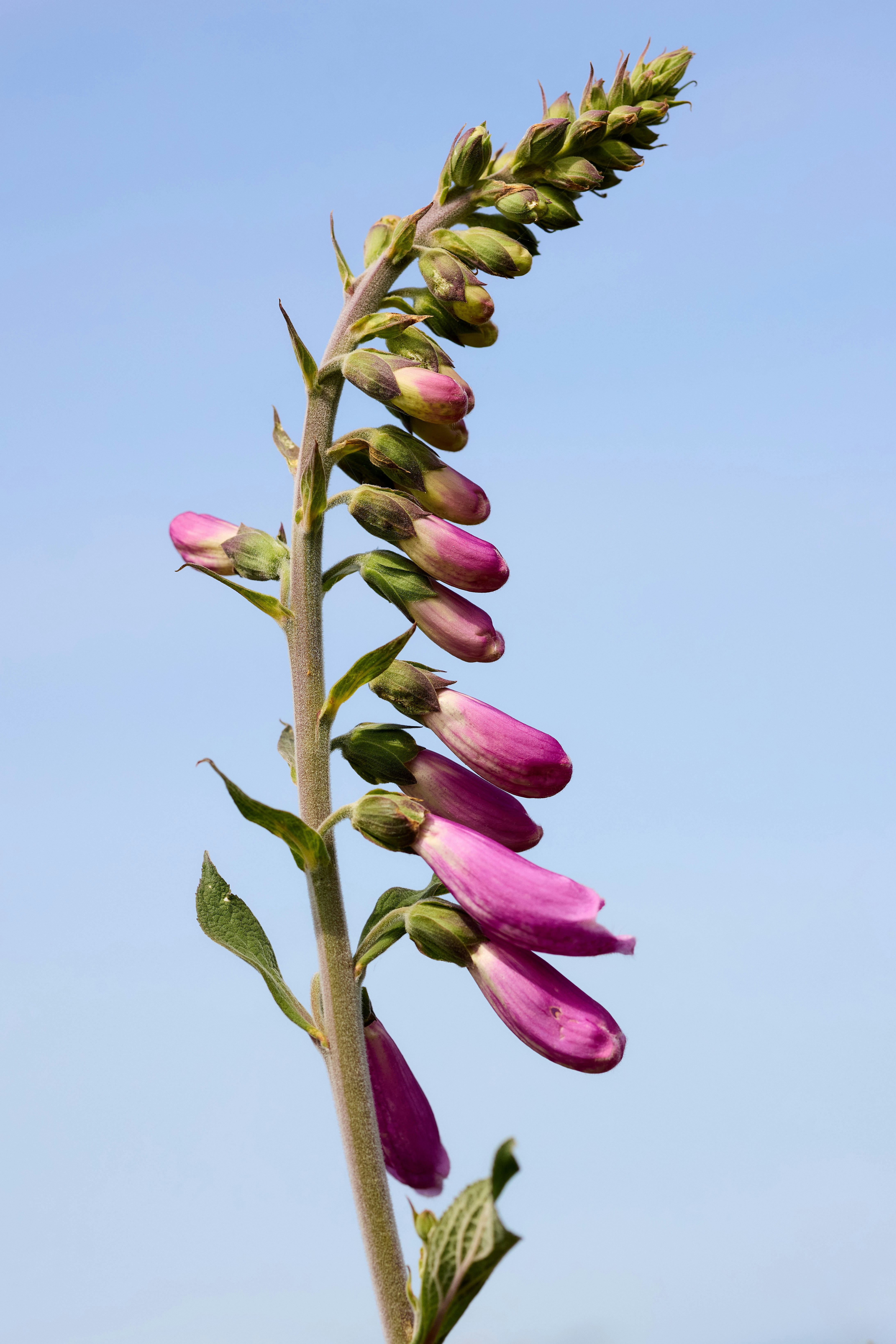 Pink Bellflower Stalk Reaching Toward a Clear Sky