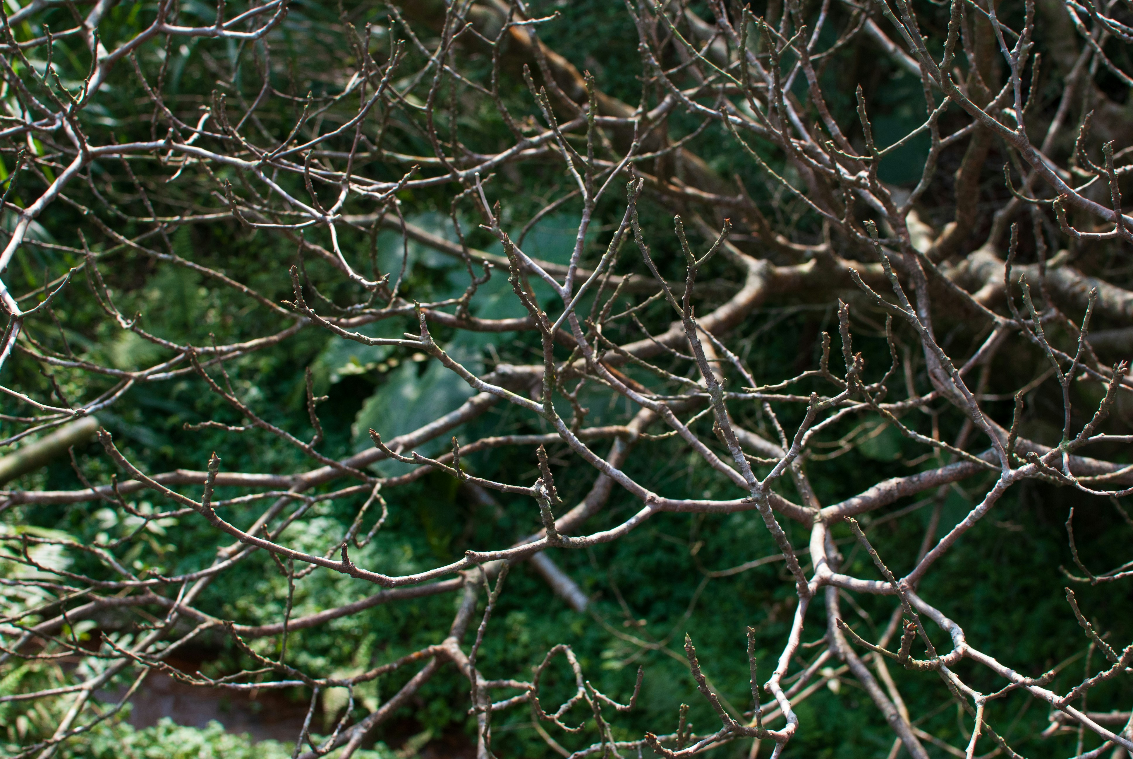 Bare Winter Tangle: Prickly Branches Against a Lush Backdrop