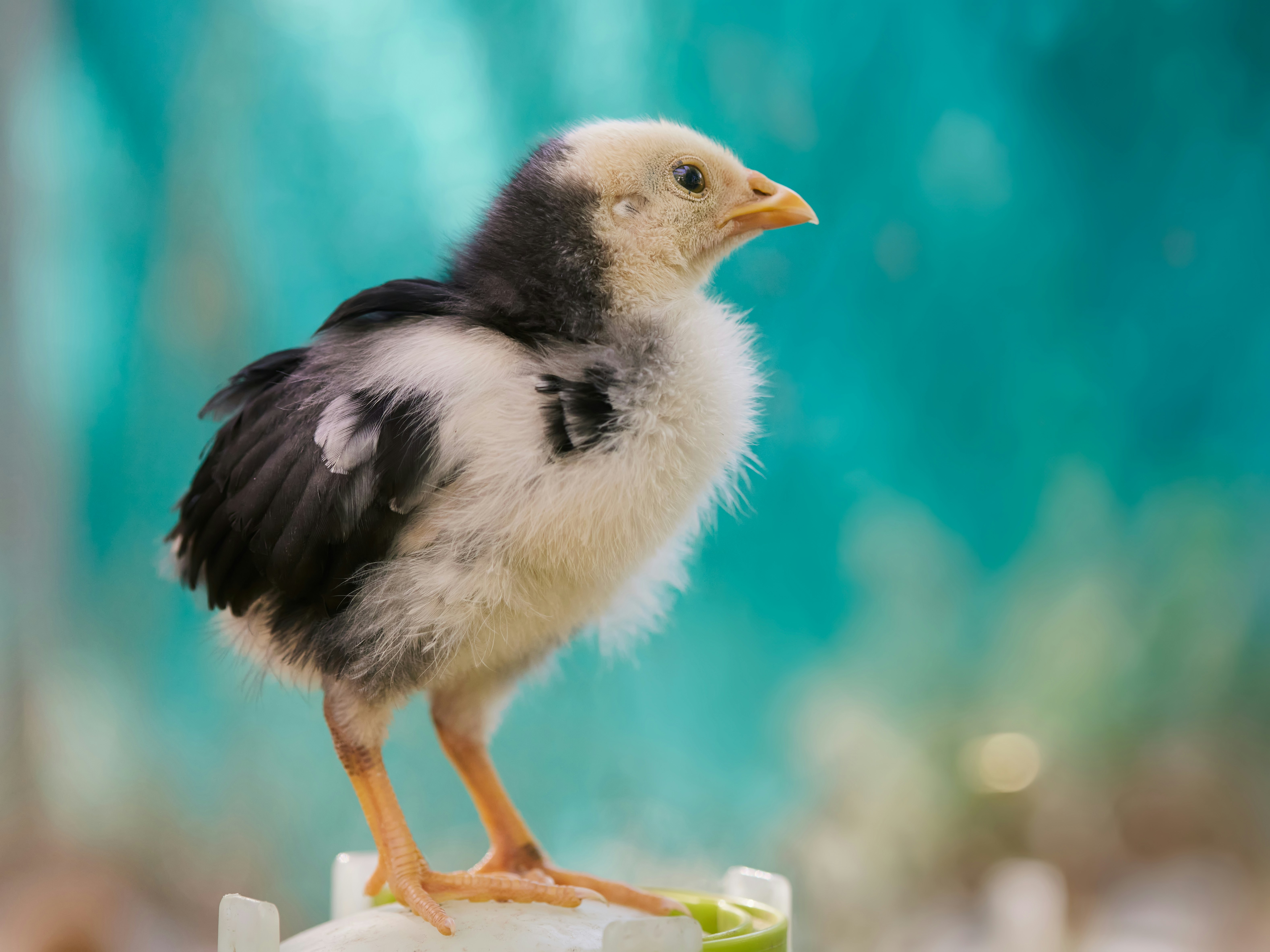 Curious Chick: A Little Scout on a Green-Blue Backdrop