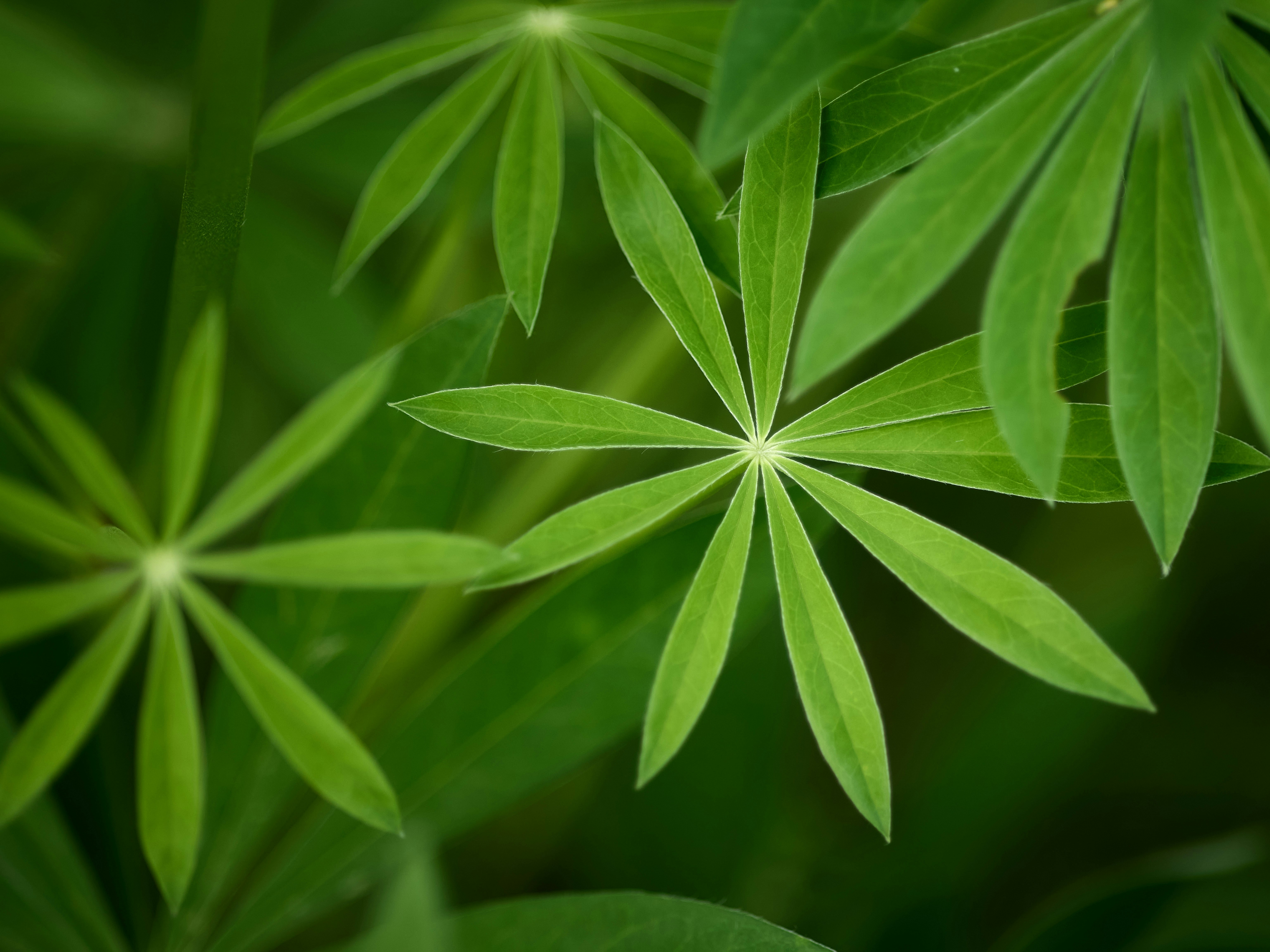 Emerald Starburst: A Close-Up of Radial Leaf whorls