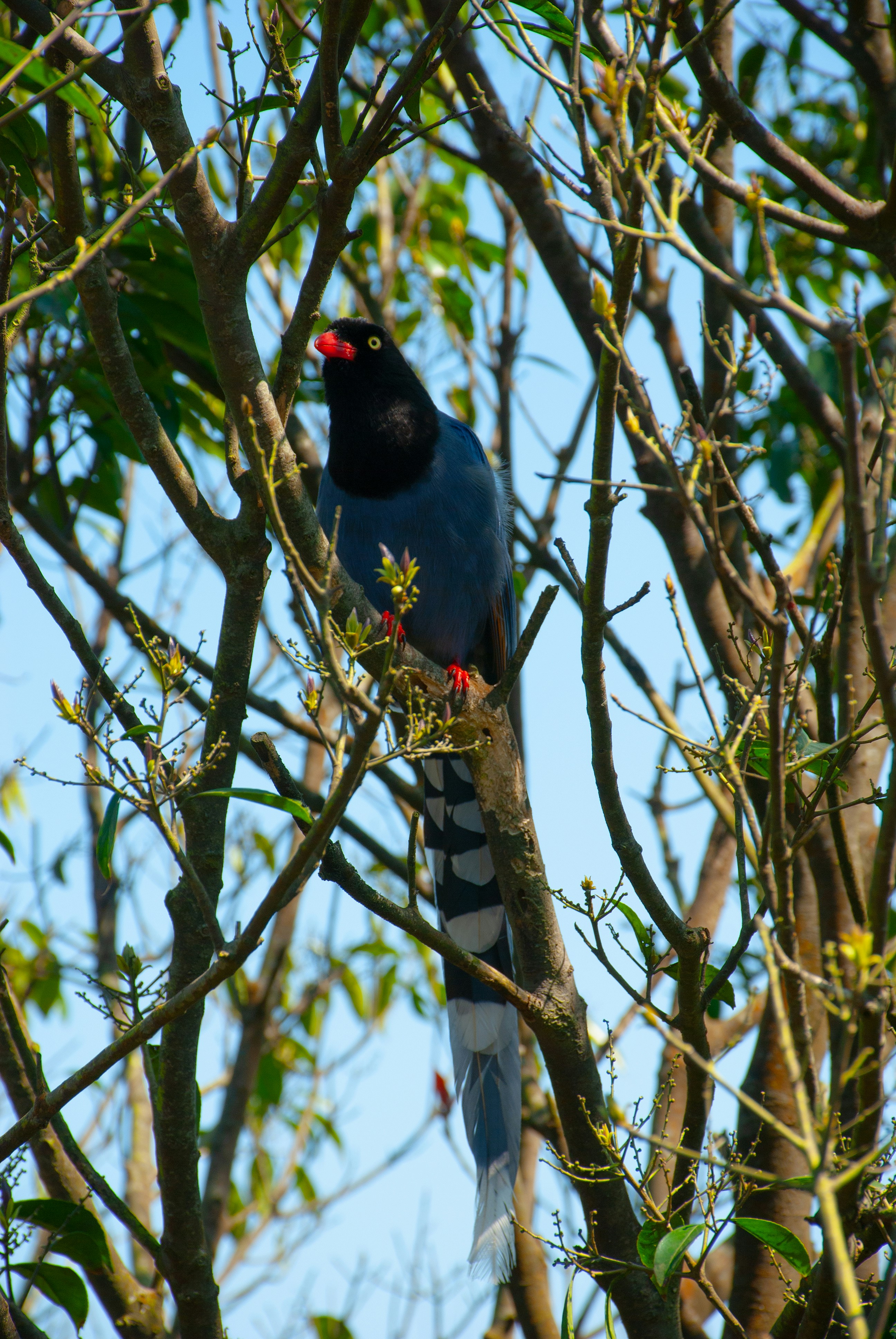Azure Crown on Hidden Branches