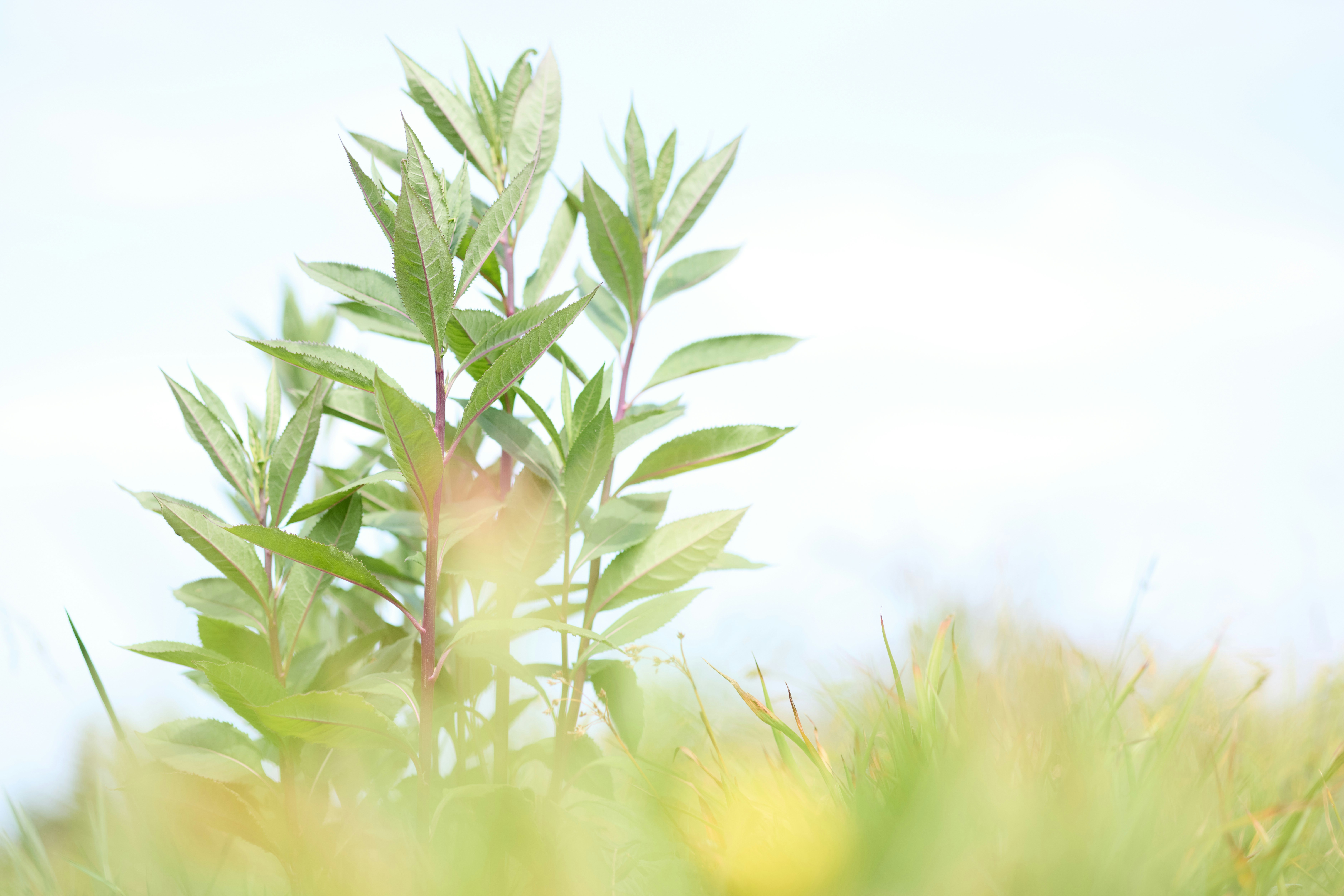 Tender Sprout Reaching Toward the Sun