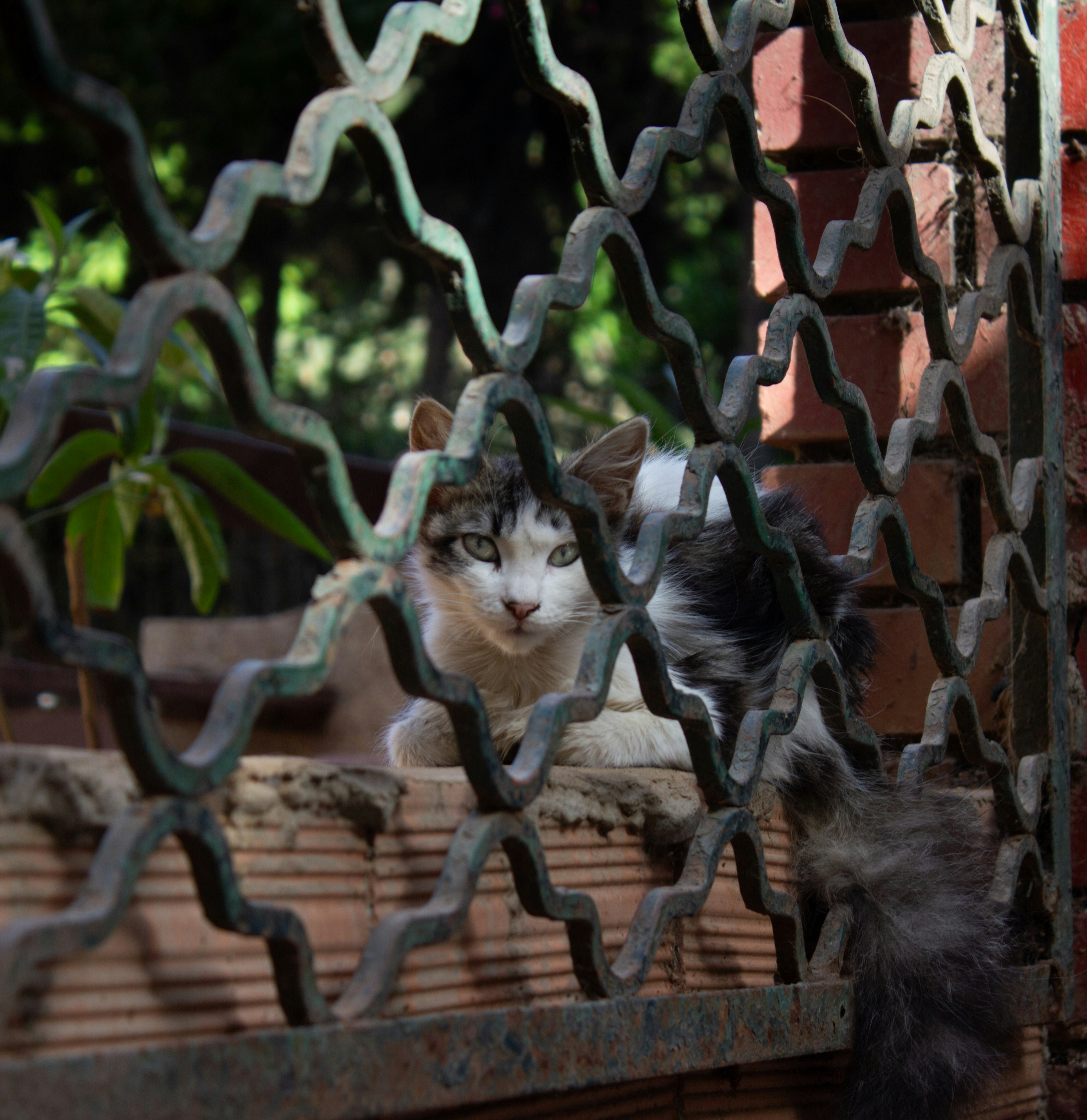 Cat Behind Wrought-Iron Lattice: Quiet Gaze Through the Garden Gate