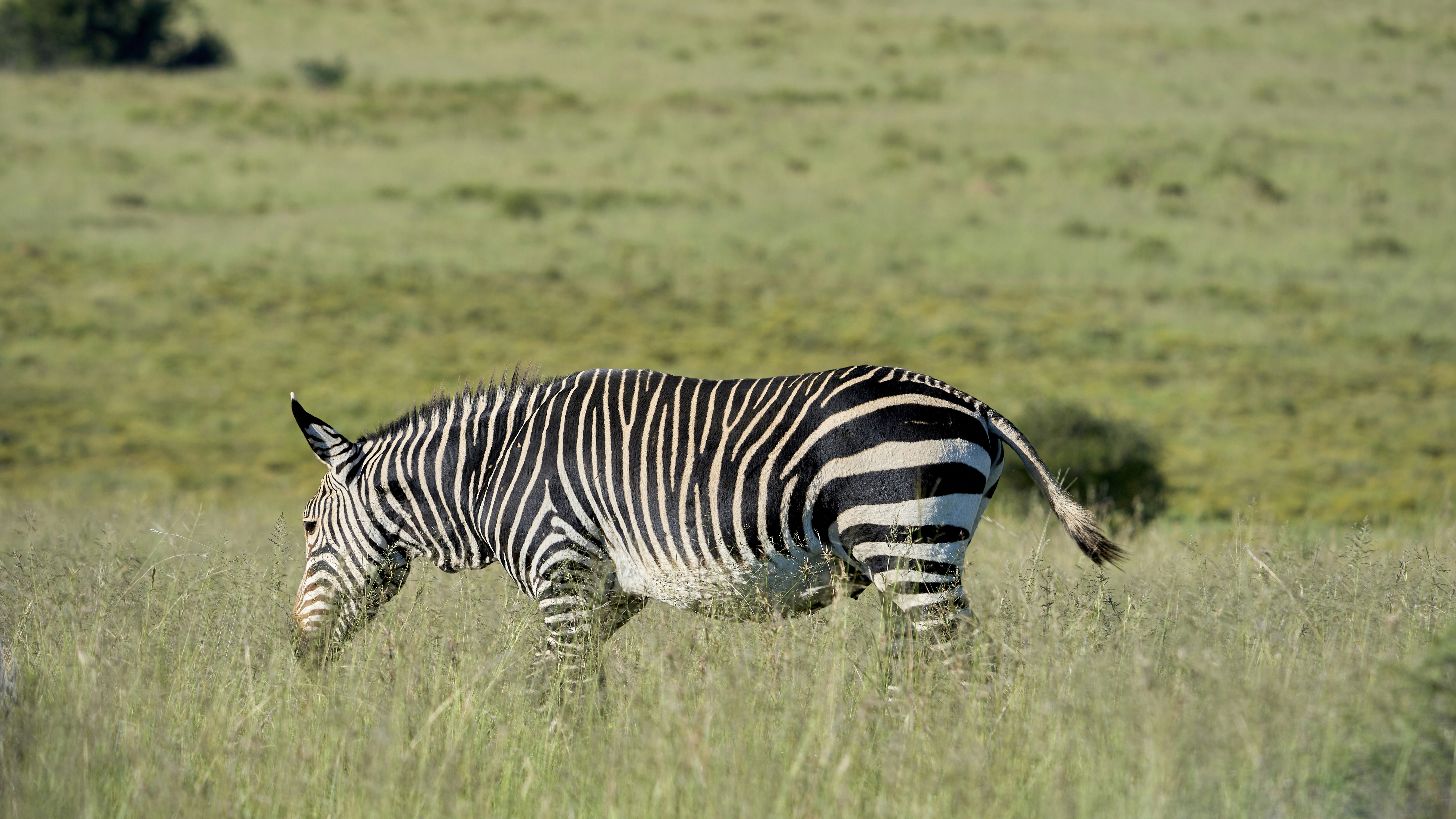 A zebra grazing in a green grassy field.