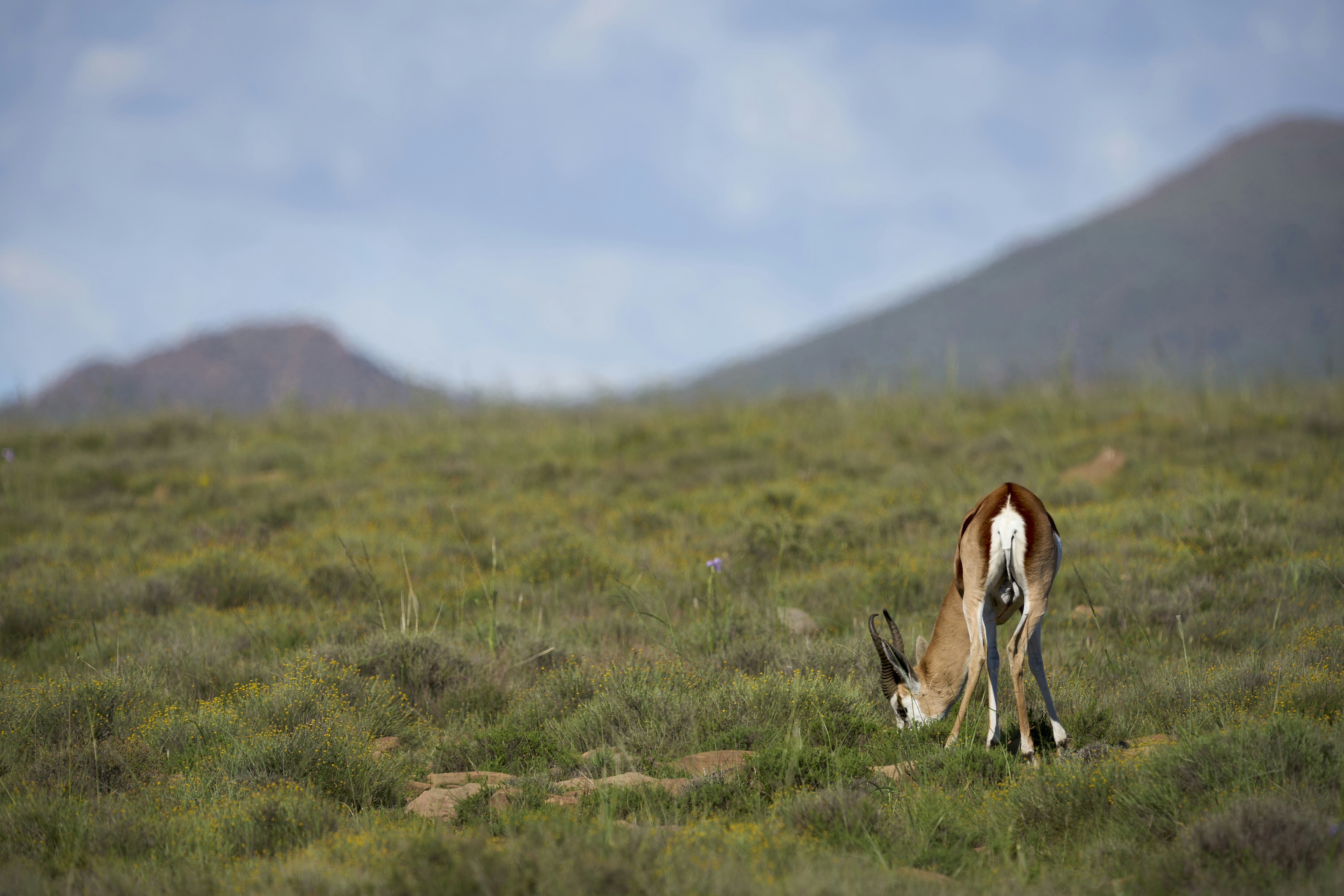 A springbok grazing in a grassy field with mountains.