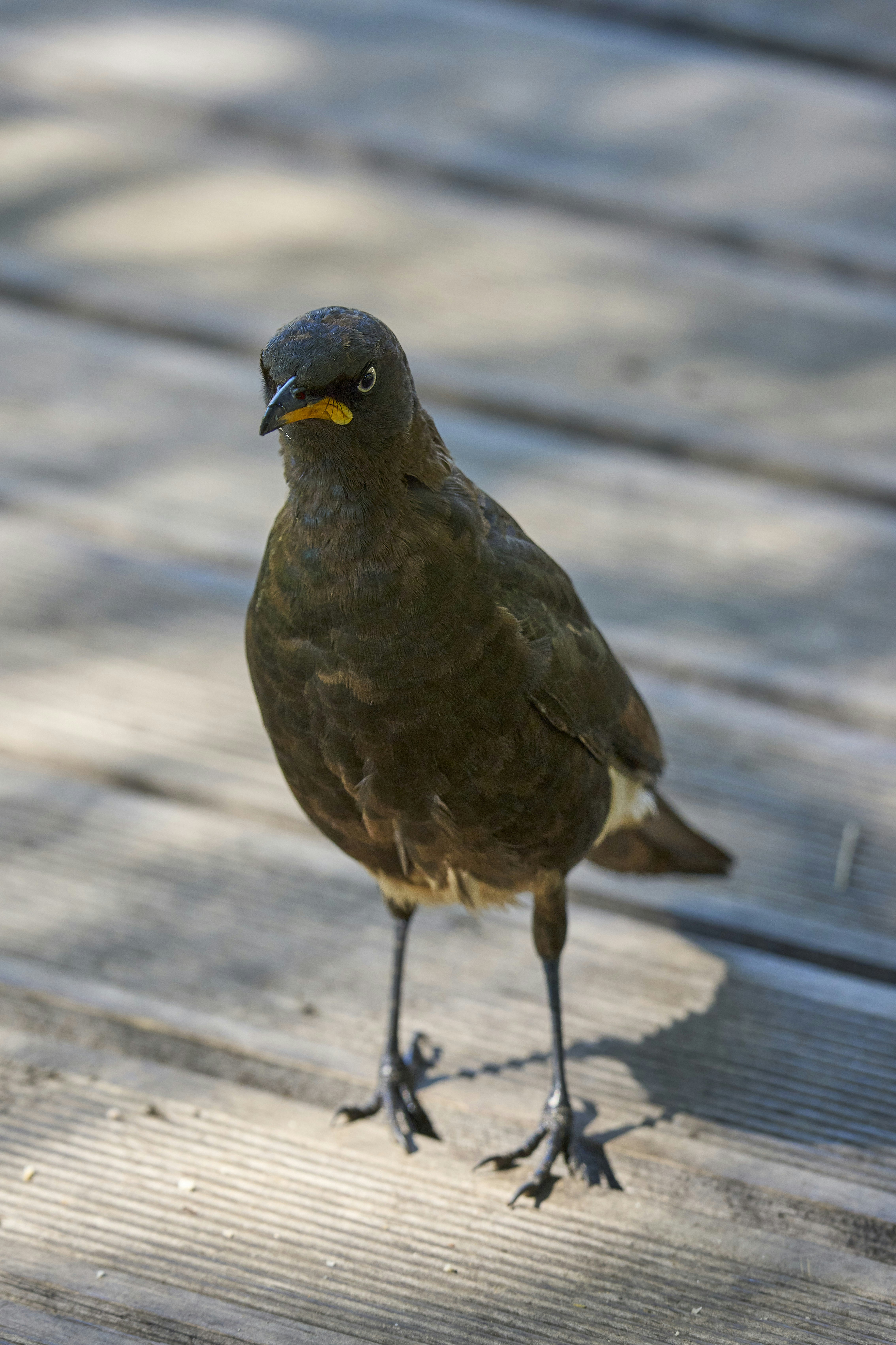 Dark bird with yellow beak and eyes on wooden decking.