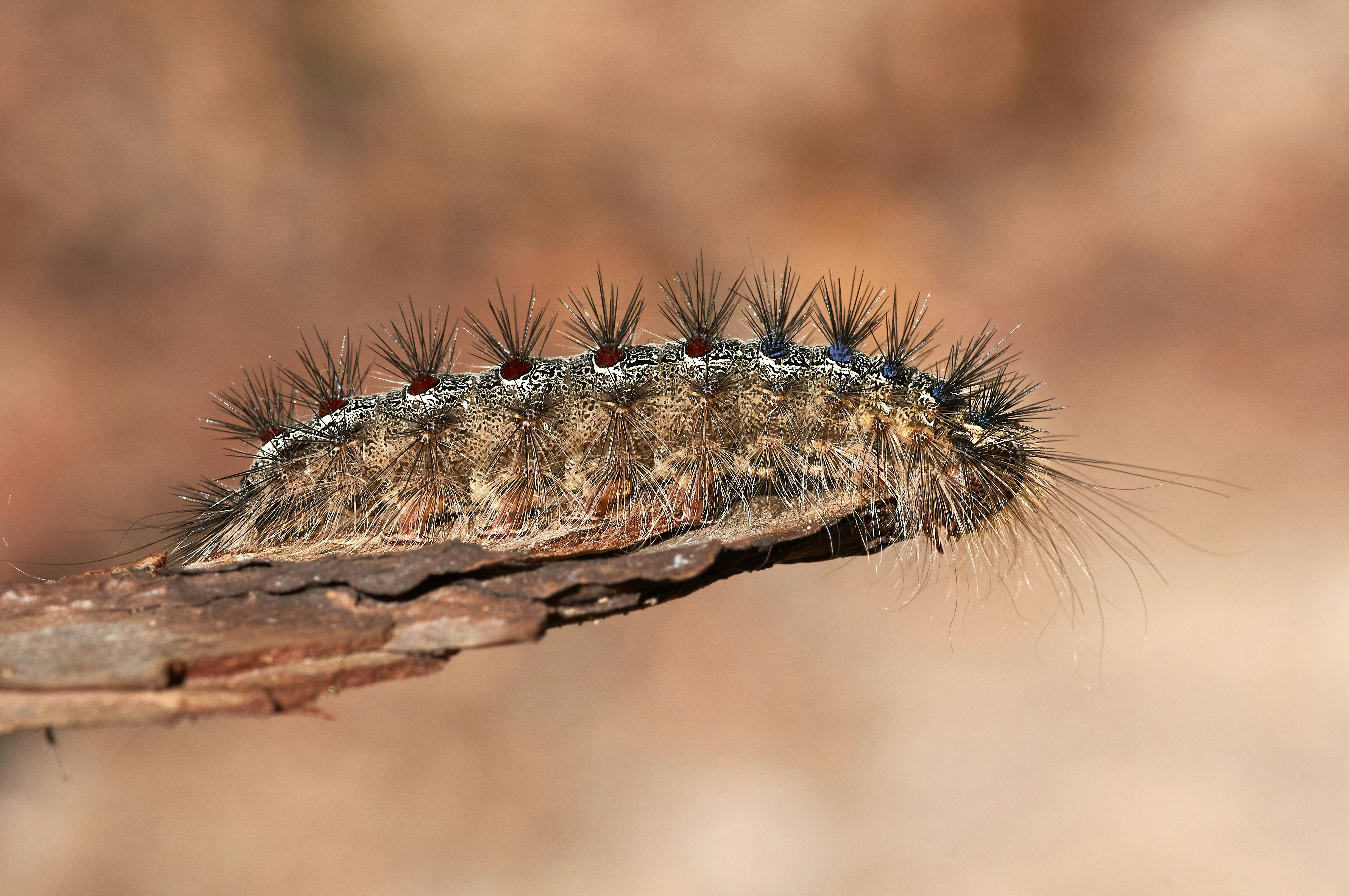 Close-Up on a Salted Caterpillar: Fine Hairs and Texture in Focus