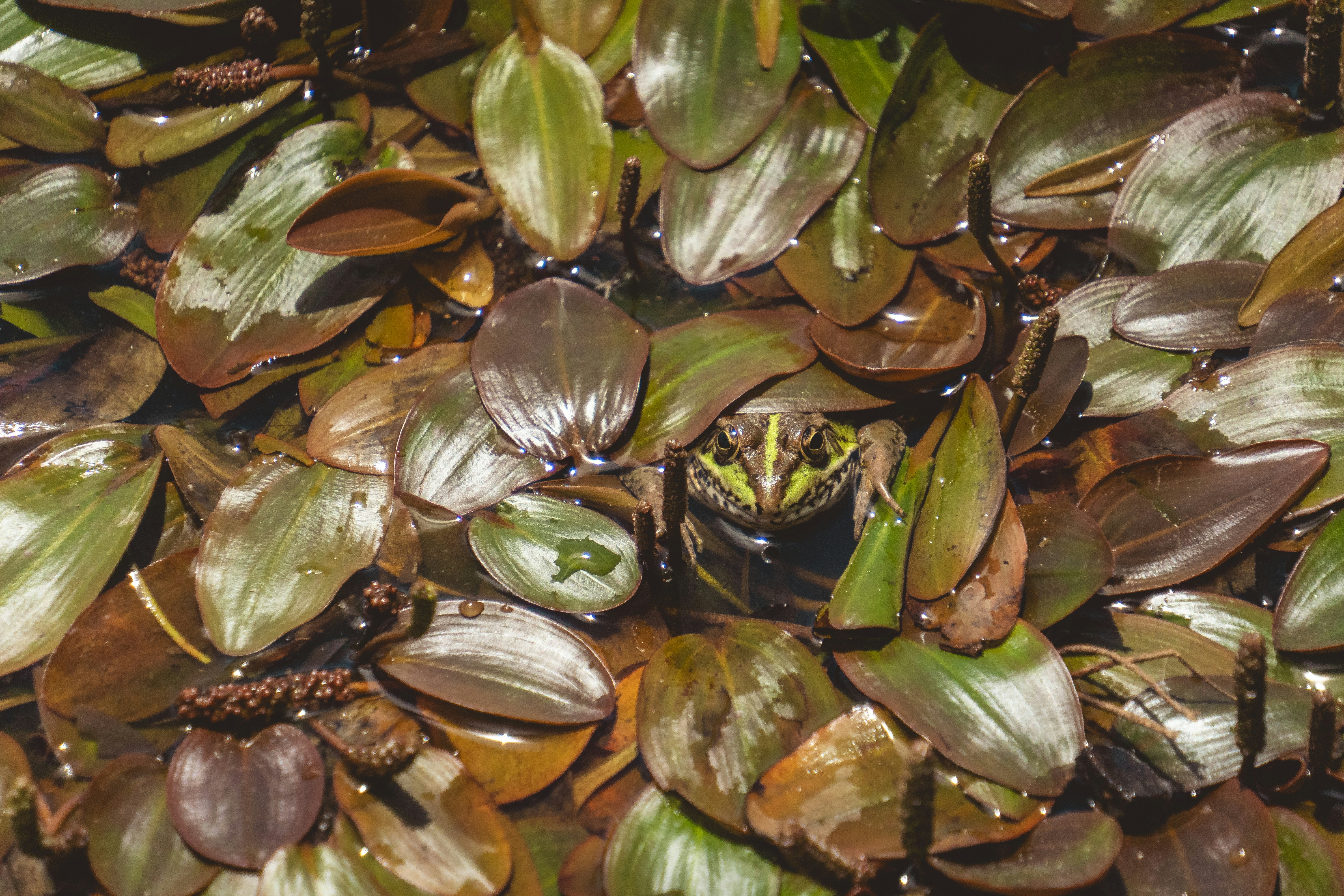 Hidden Emerald: A Camouflaged Frog Among Wetland Leaves