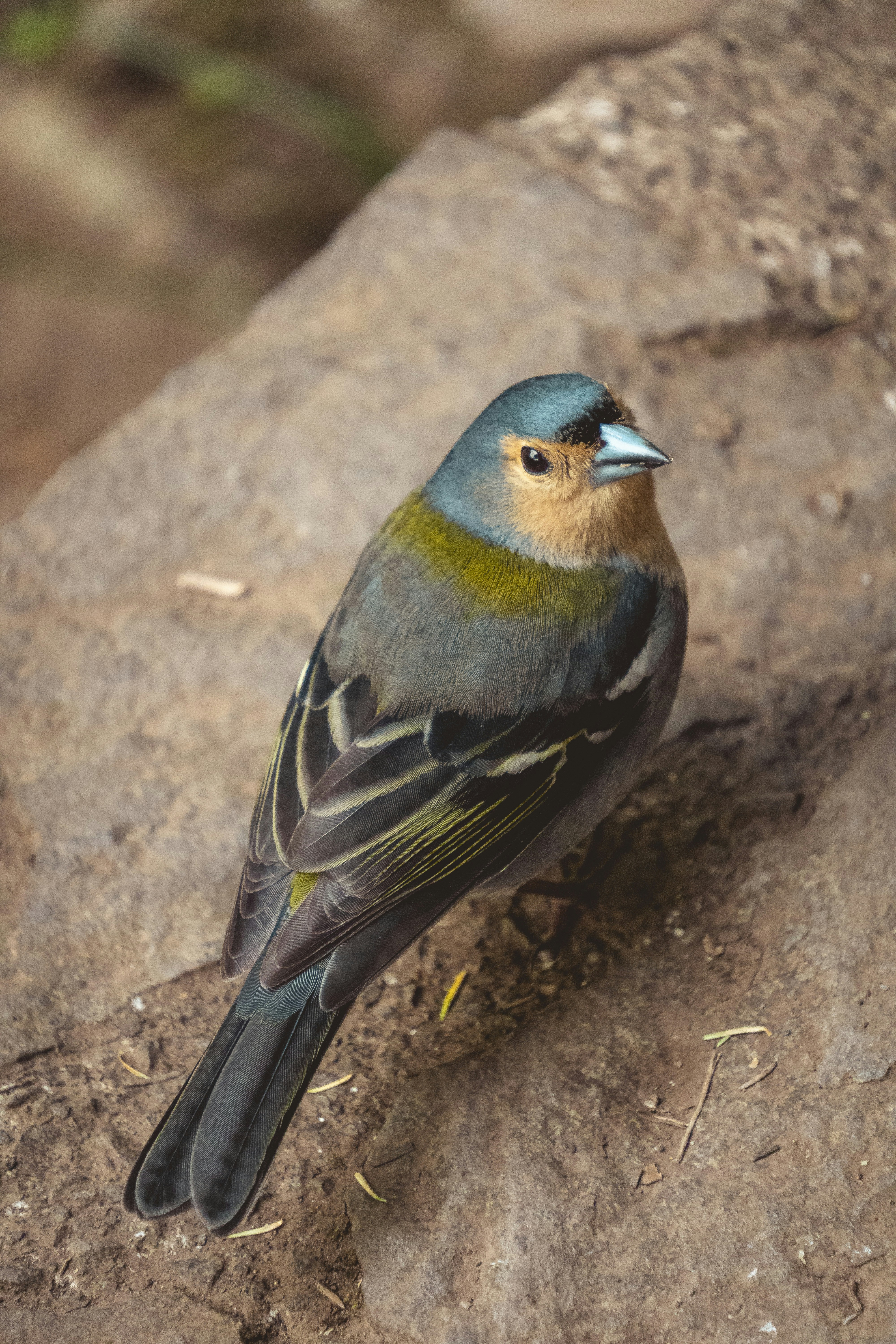 A Toast of Blue and Gold: Chestnut-Faced Finch on Rough Ground