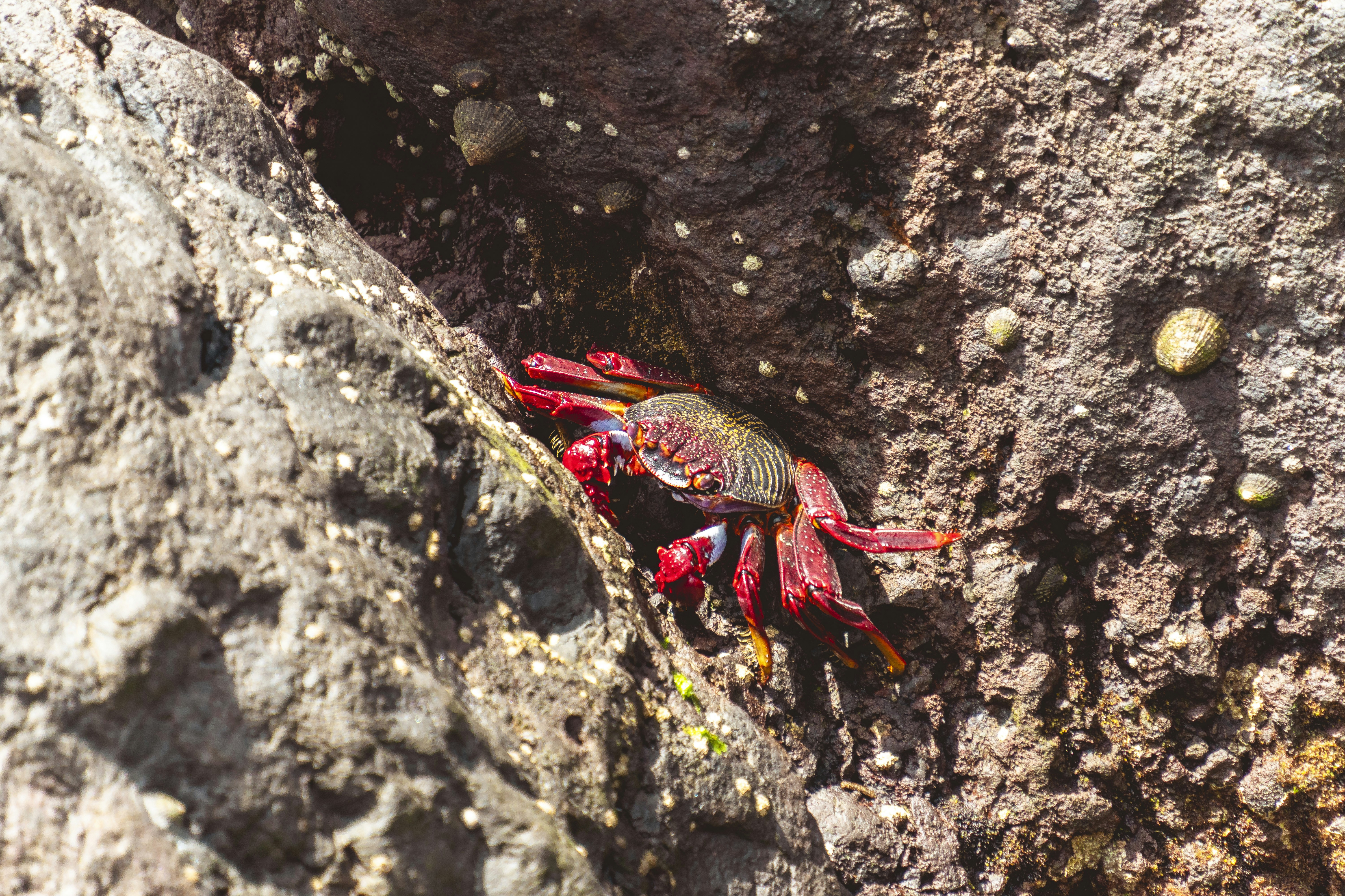 Crimson Crustacean in Sunlit Tidepool