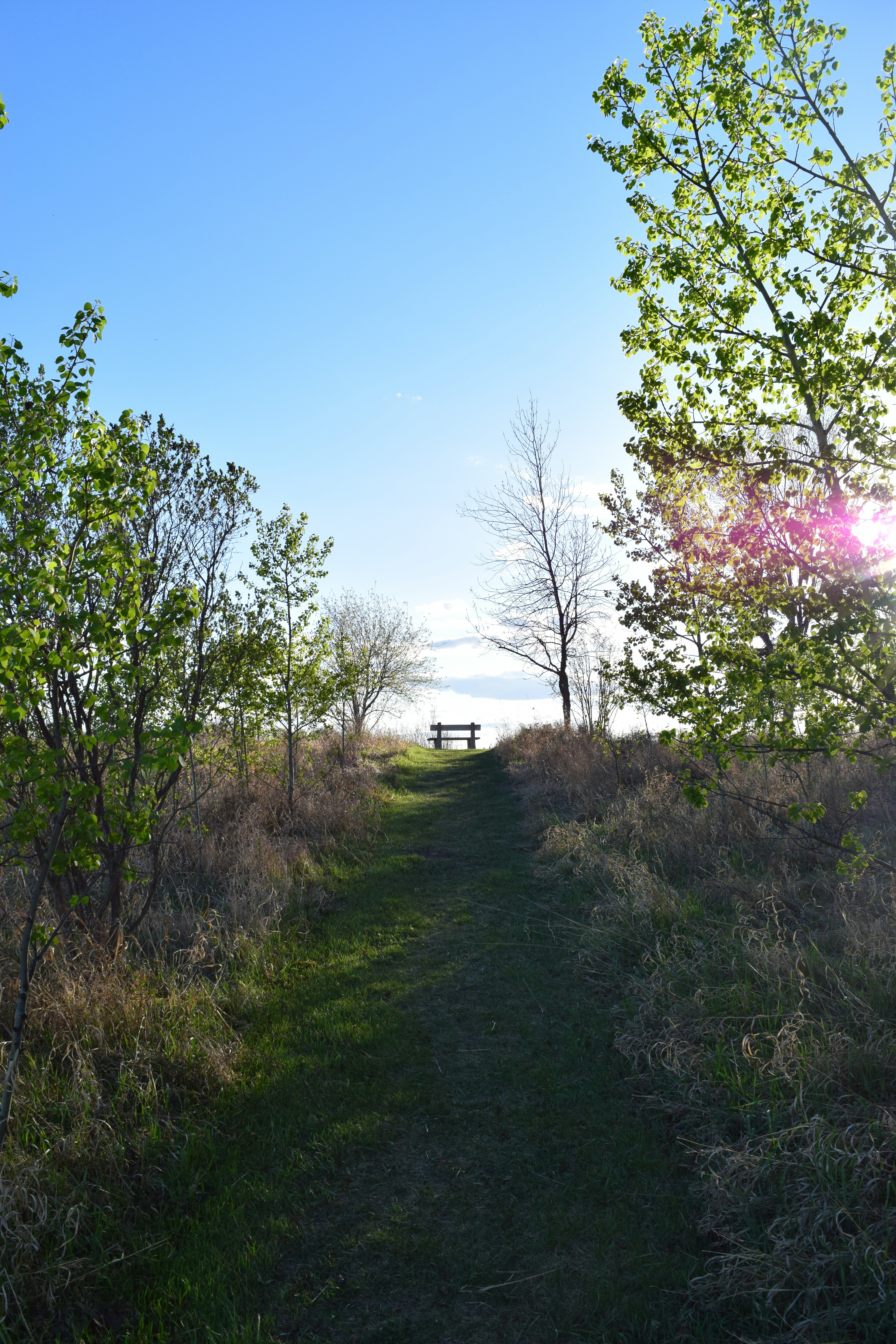 Sunlit Trail to the Bench
