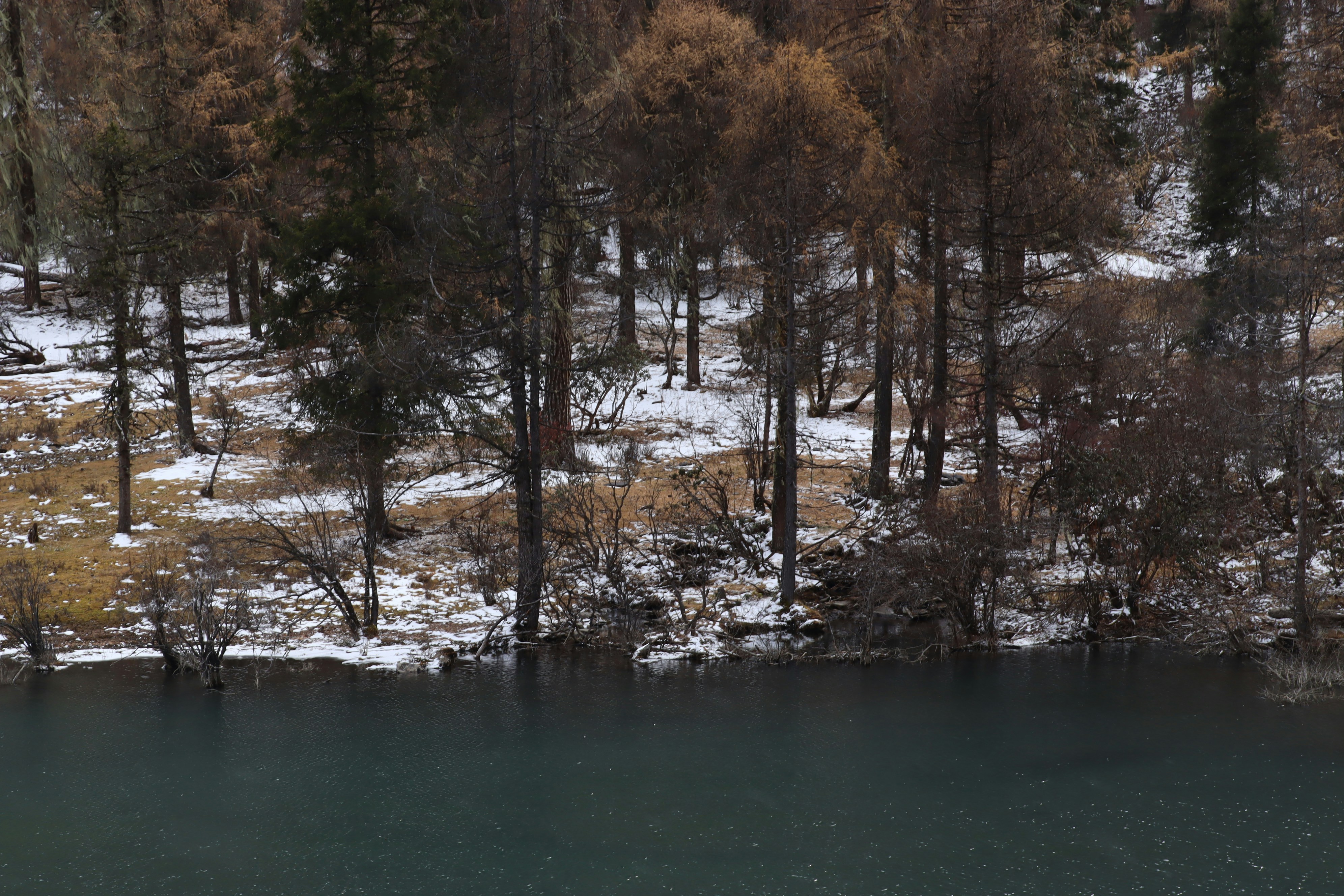 Edge of Winter Quiet: Pine Shore by Icy Water