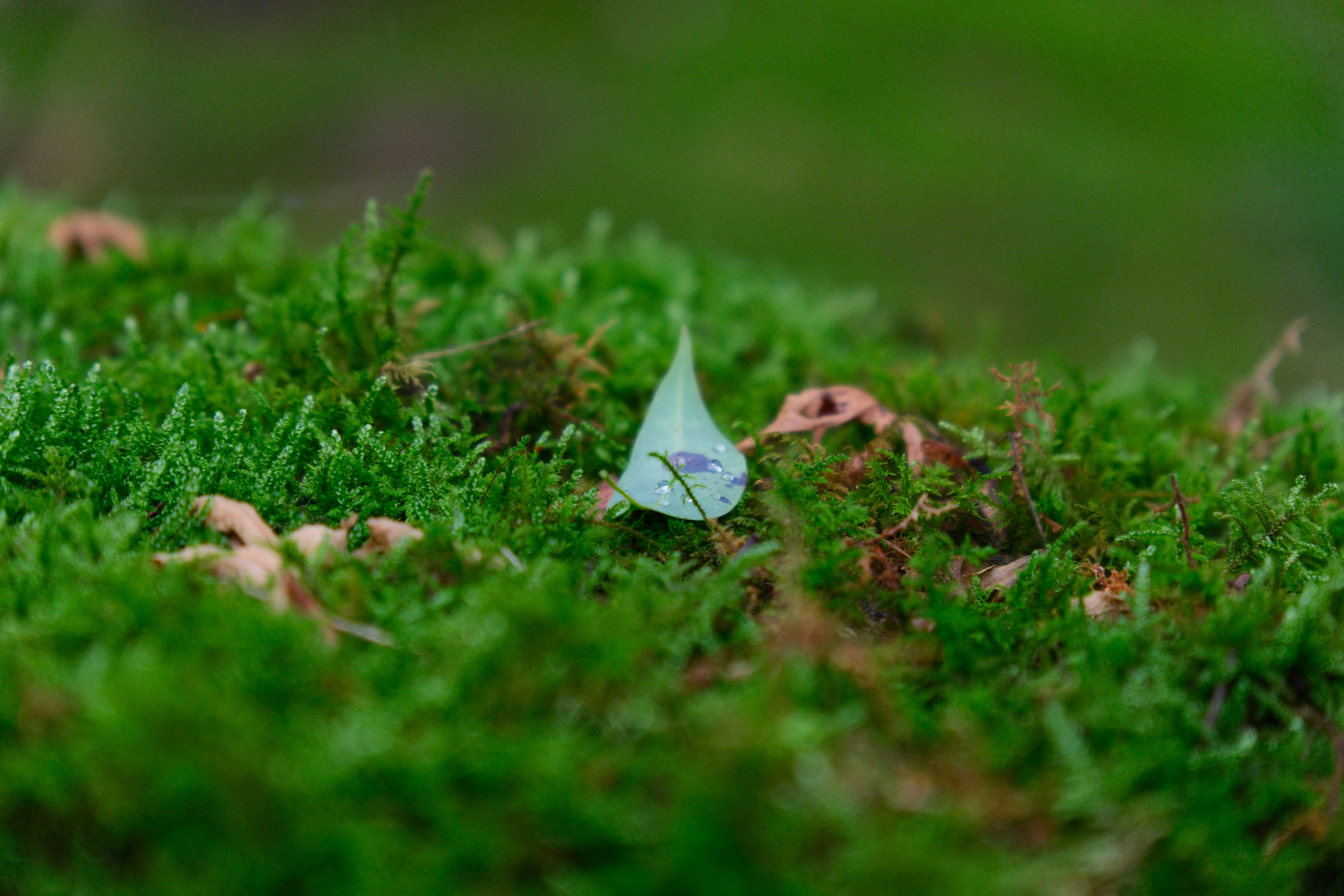 A lone fern leaf rests on vibrant moss in a quiet forest floor
