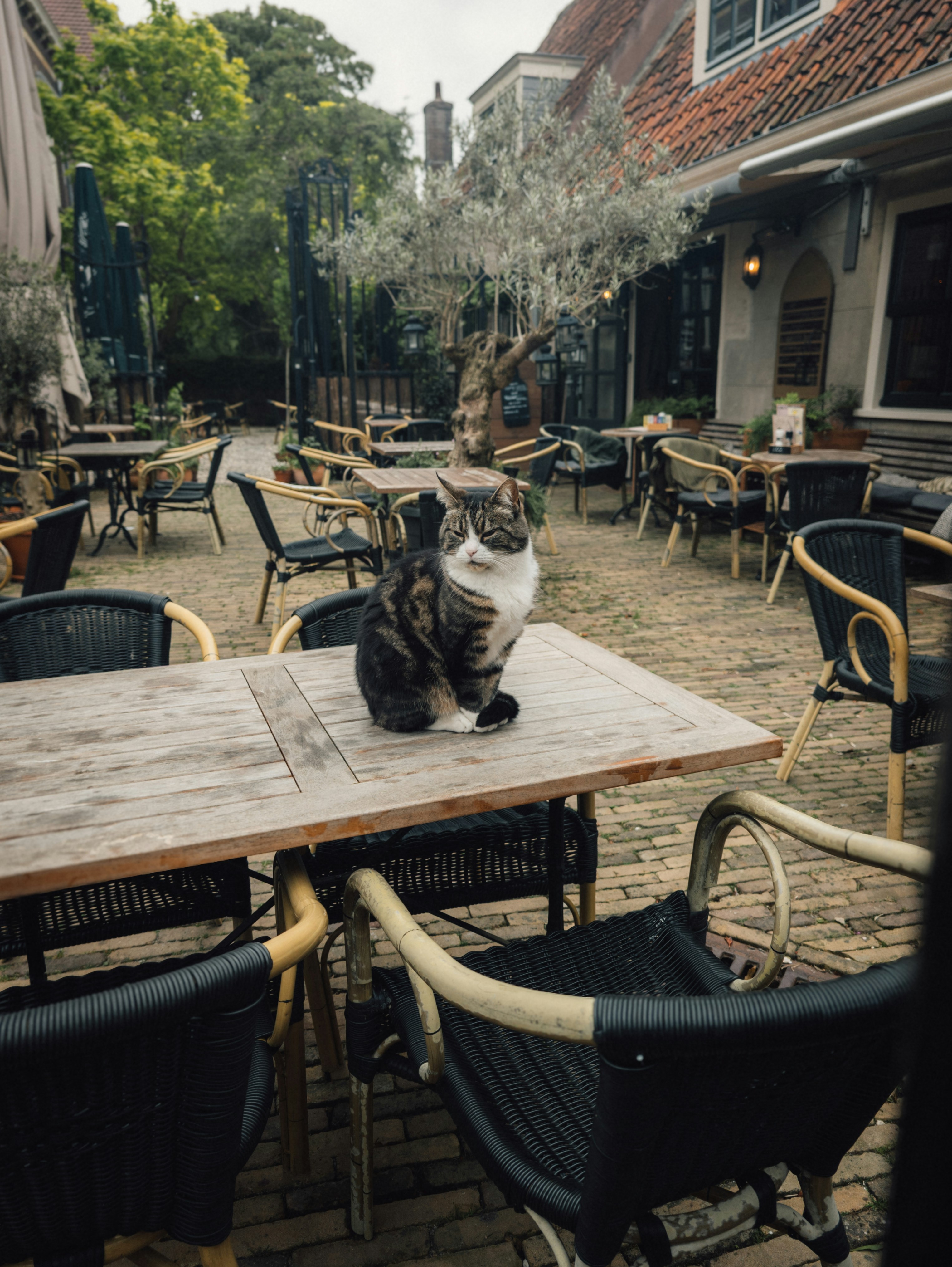 Cat on a Wooden Table in a Quiet Café Courtyard