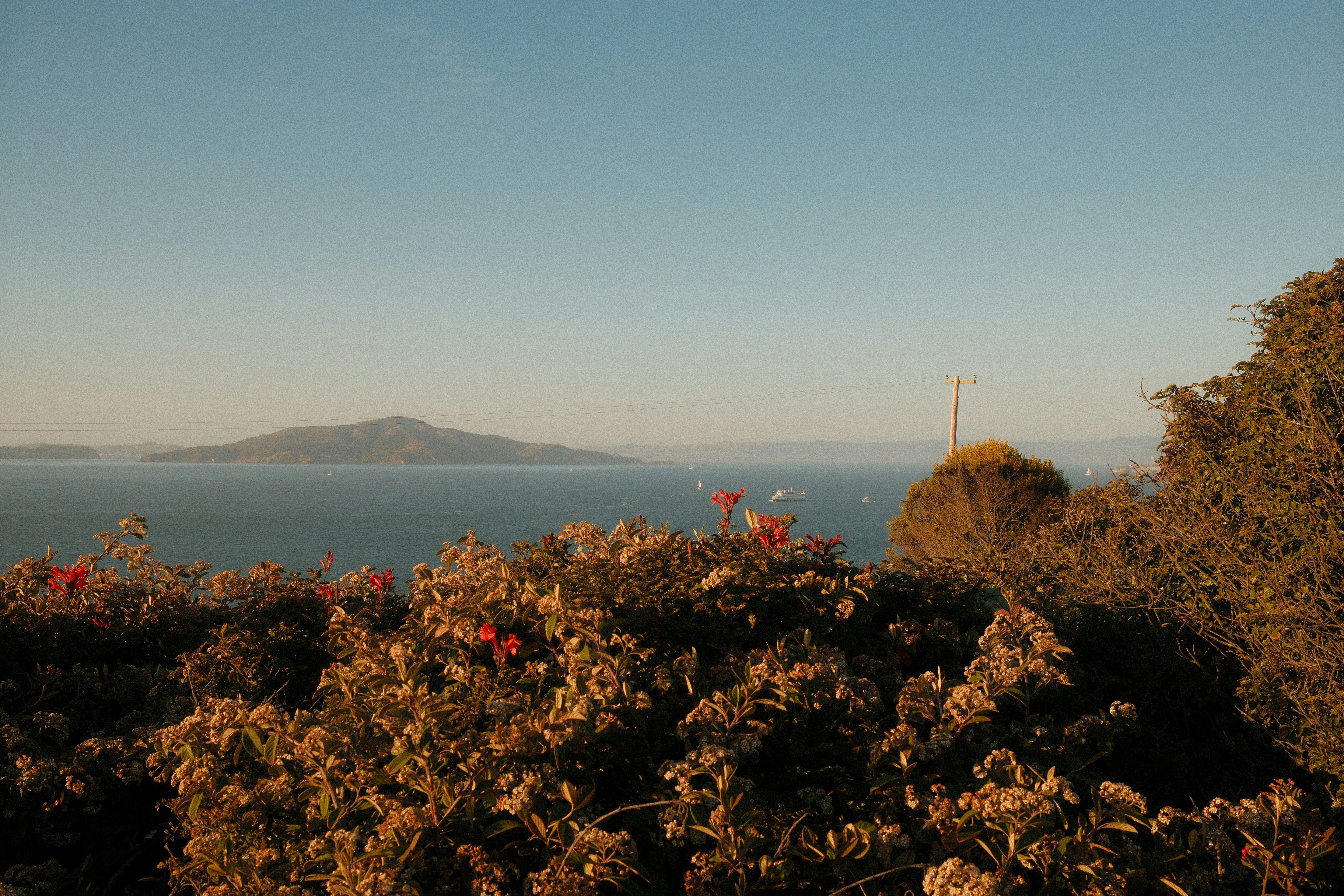 Coastal Bloom: Sunset over a Sea-Swept Garden