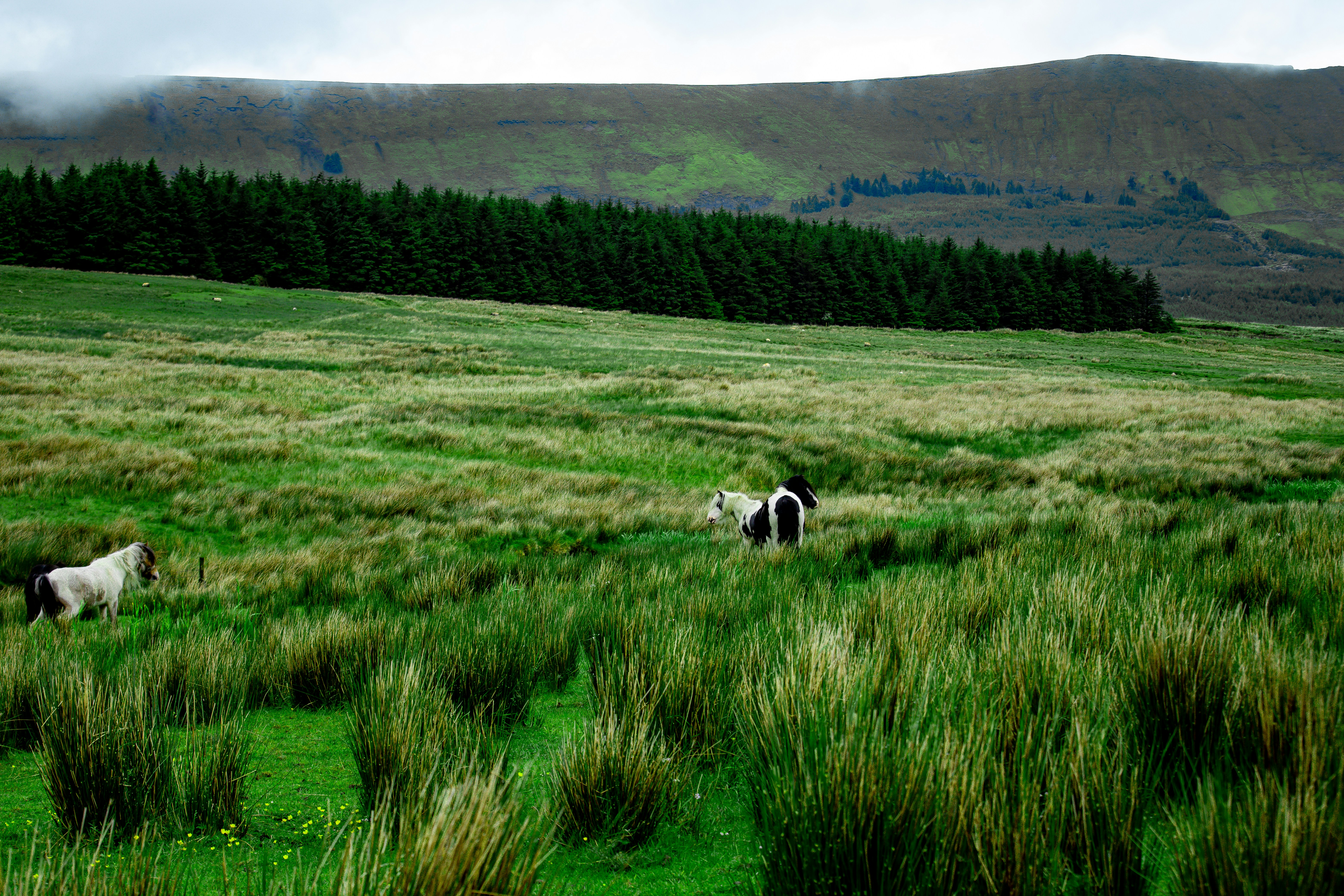 Pastoral Breeze: Grazing Cows Under a Misty Highland