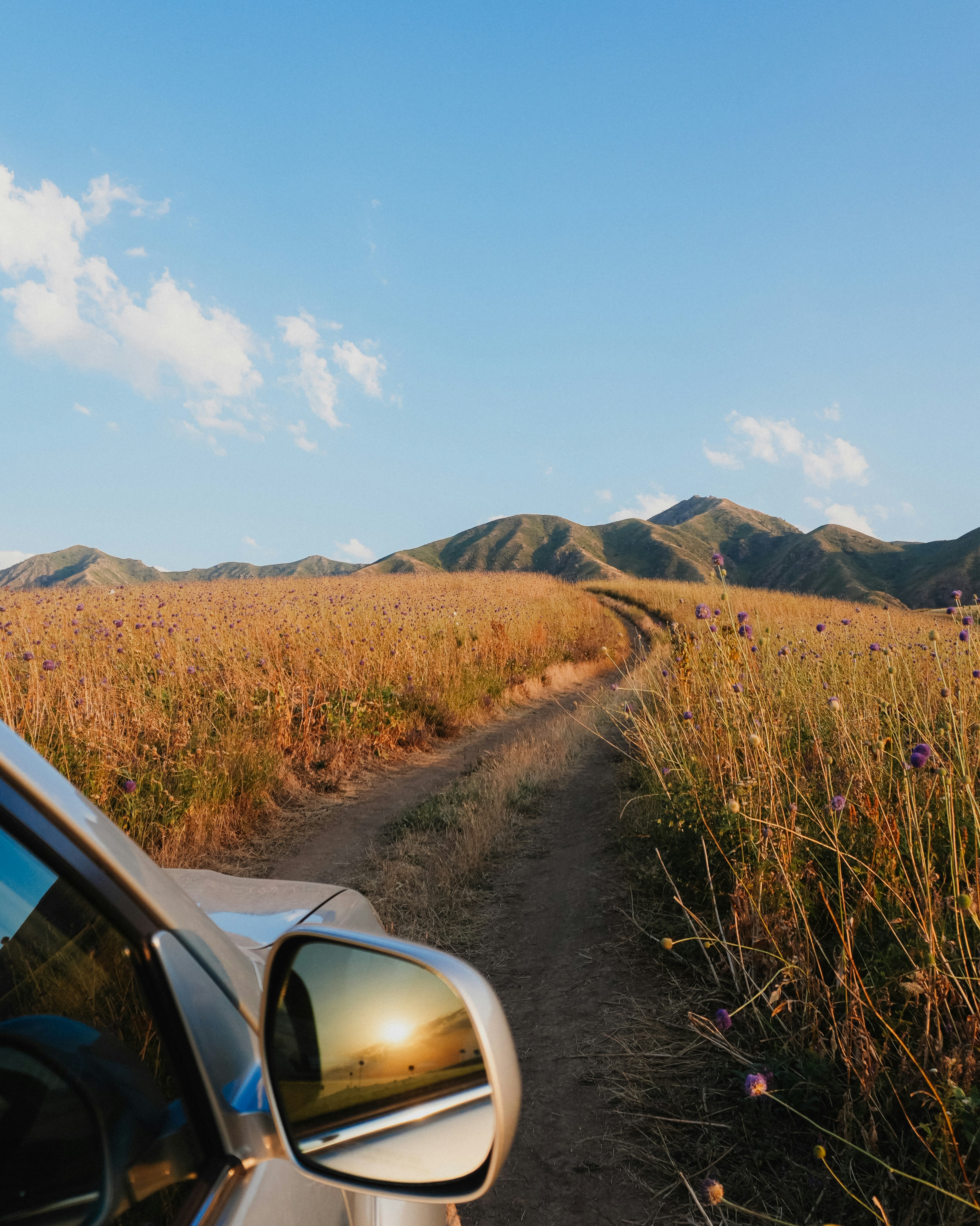 Golden Trail: The Narrow Carpath Through a Meadow Landscape