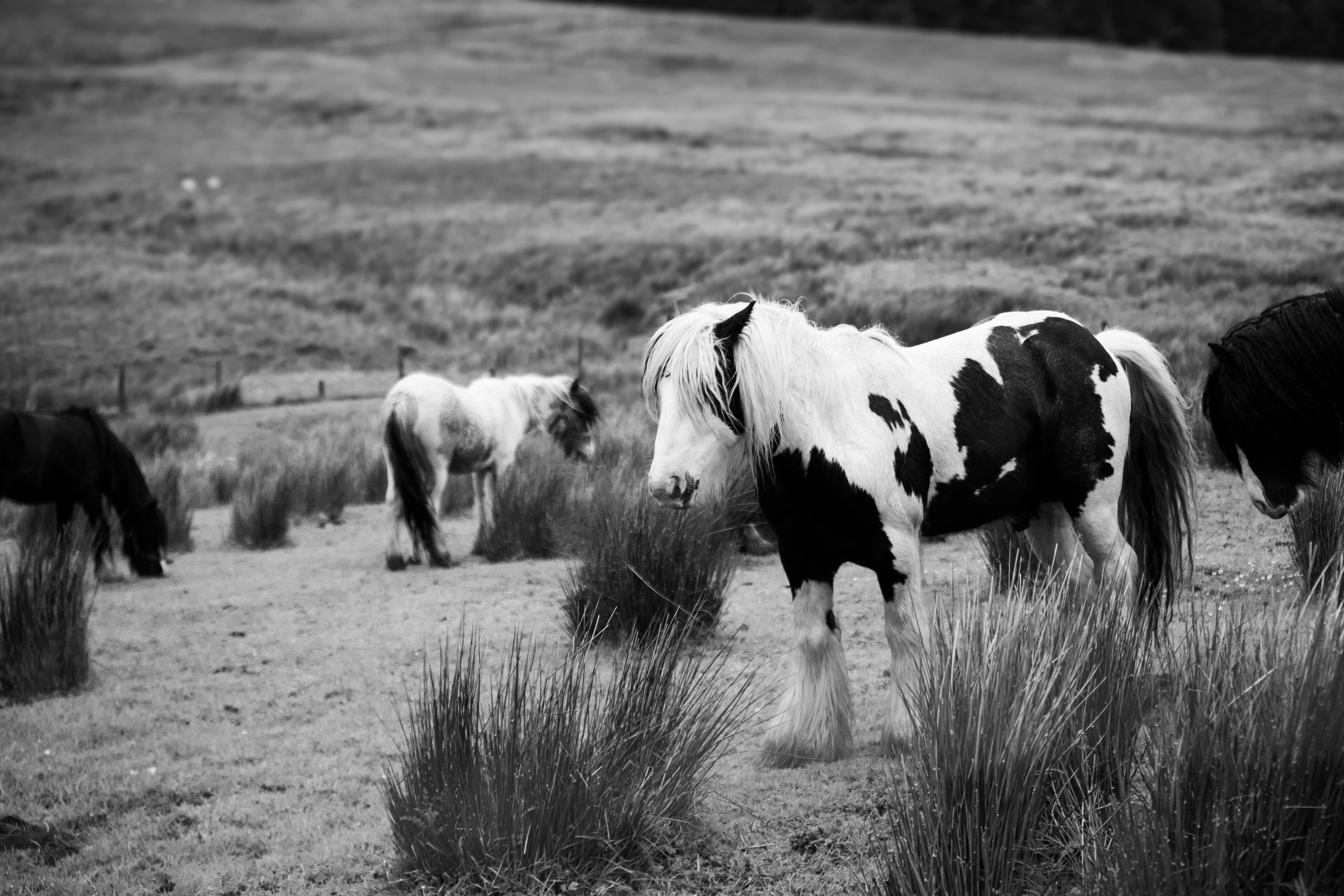 Herd at Dusk: A Quiet Moment on the Grassland