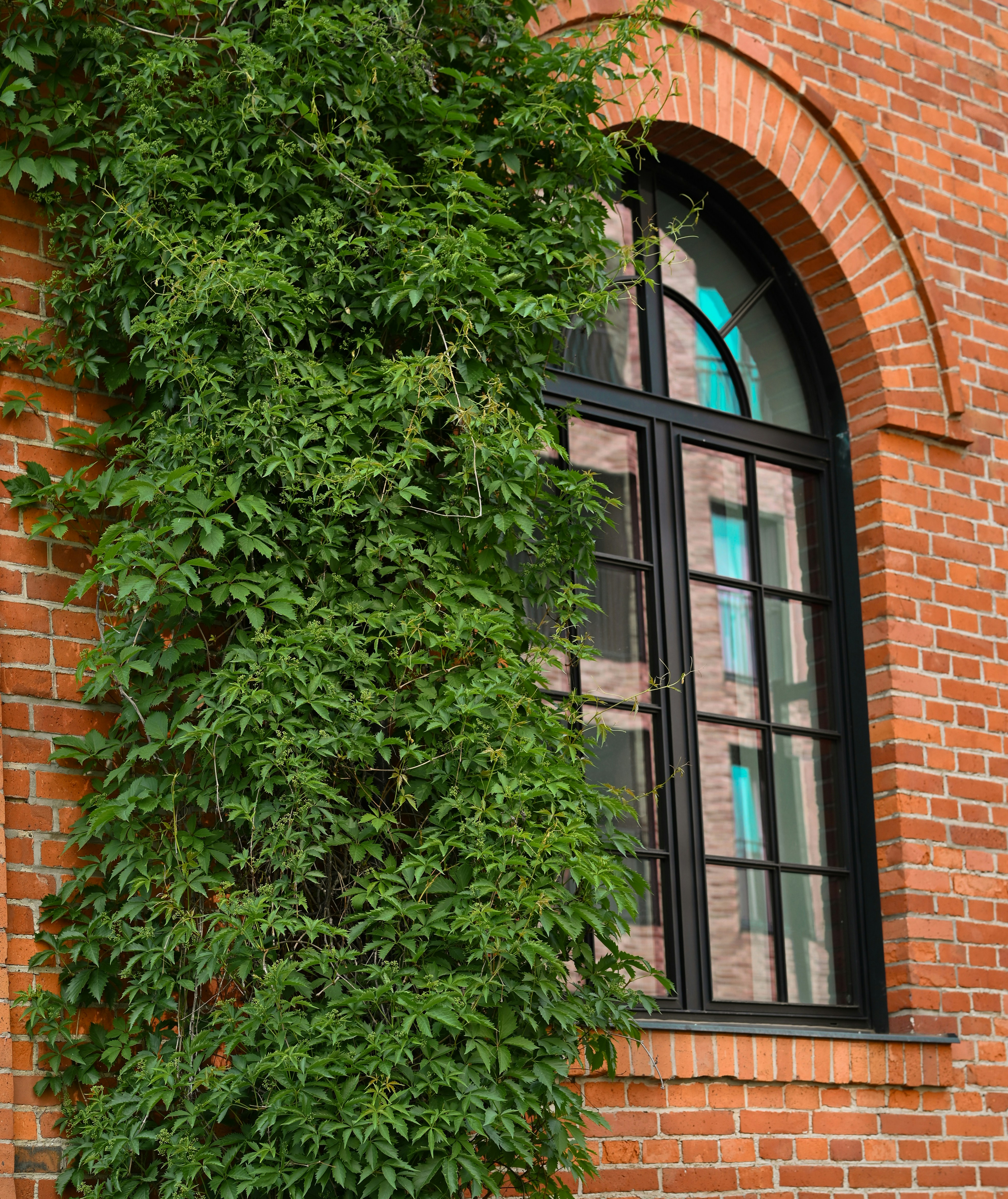 Ivy Veil over Brick Archway Window