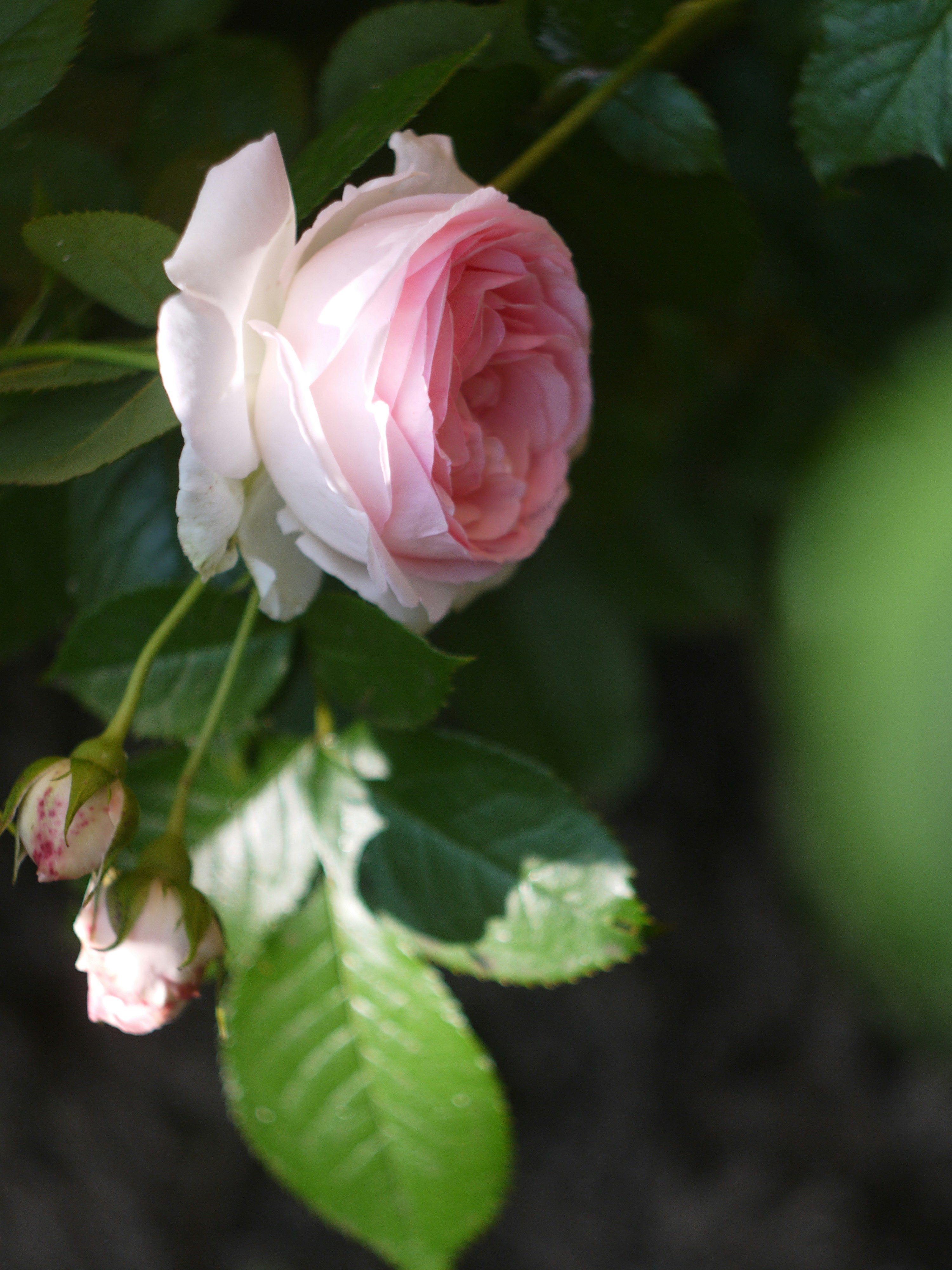 Pink Rose in Soft Backlight on Garden Foliage