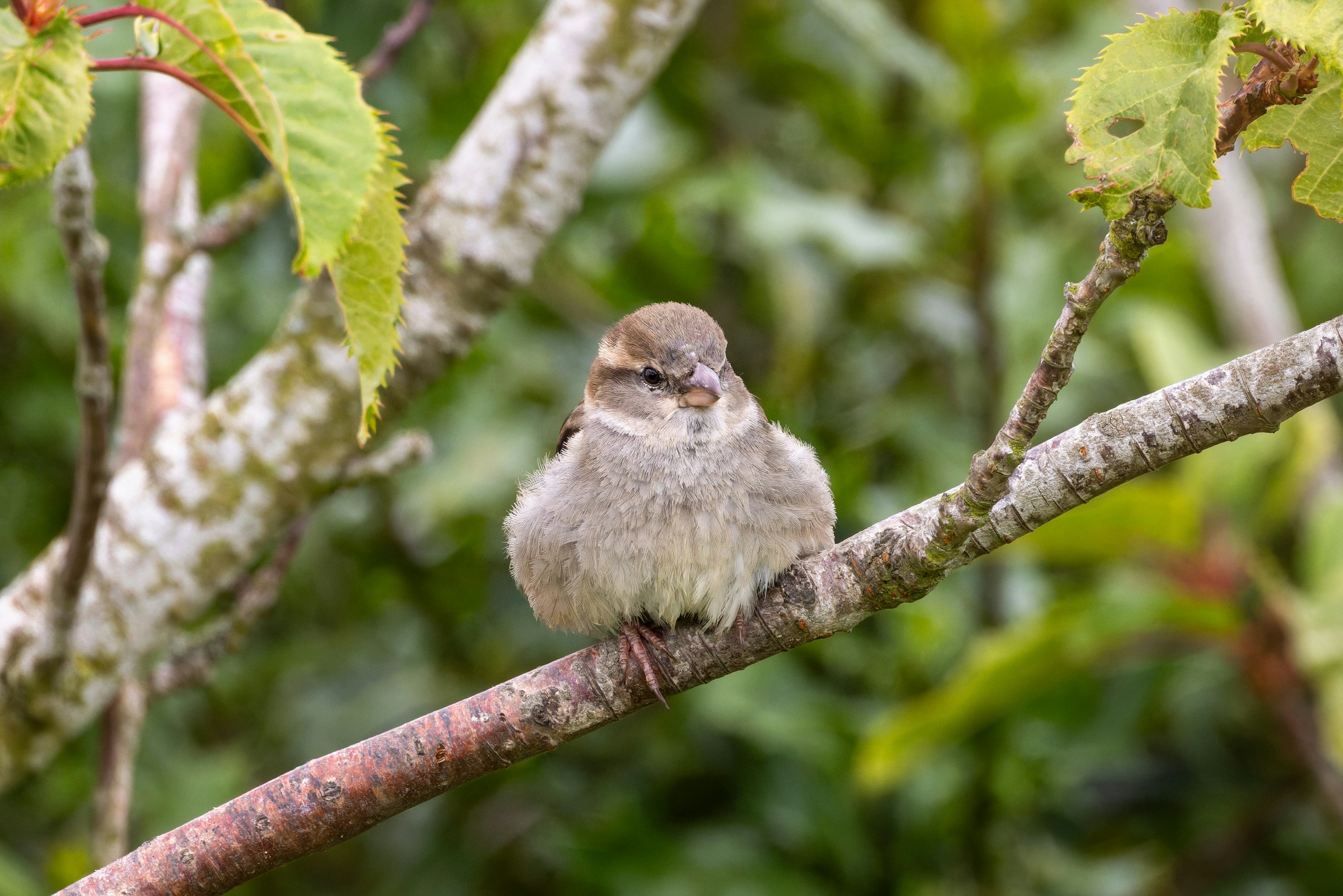 Well here's a floofy little one, what a precious soul! Just a baby sparrow sitting in a tree watching the world go by. His dad is nearly always close by and despite the fact that he looks to be more than capable of picking up food for himself, he never misses an opportunity to flap his tiny wings, open his beak and urge his dad to feed him!