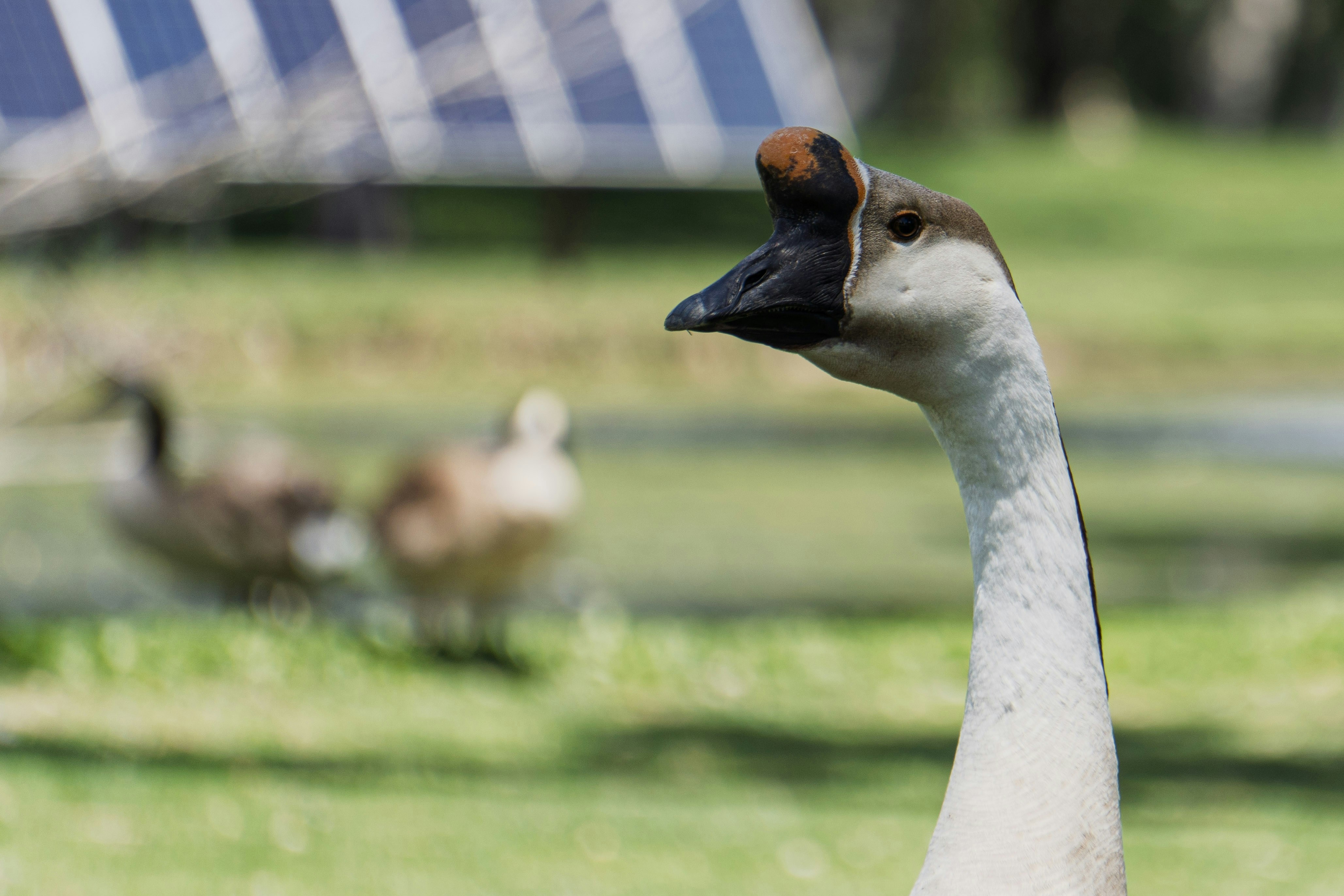Close-up of a Proud Goose with a Blurred Pond Background