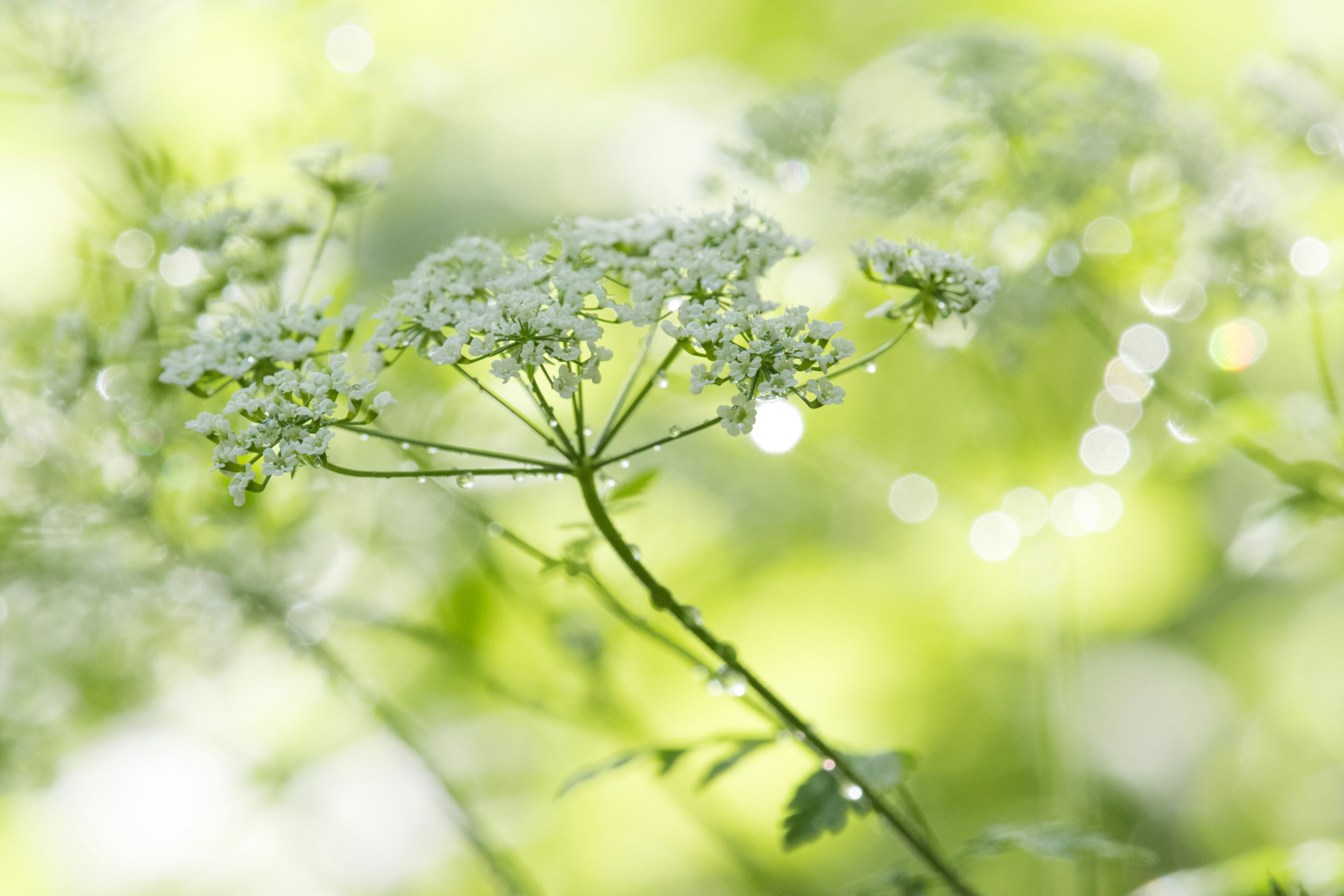 Soft Fern Cascade in Sunlit Green
