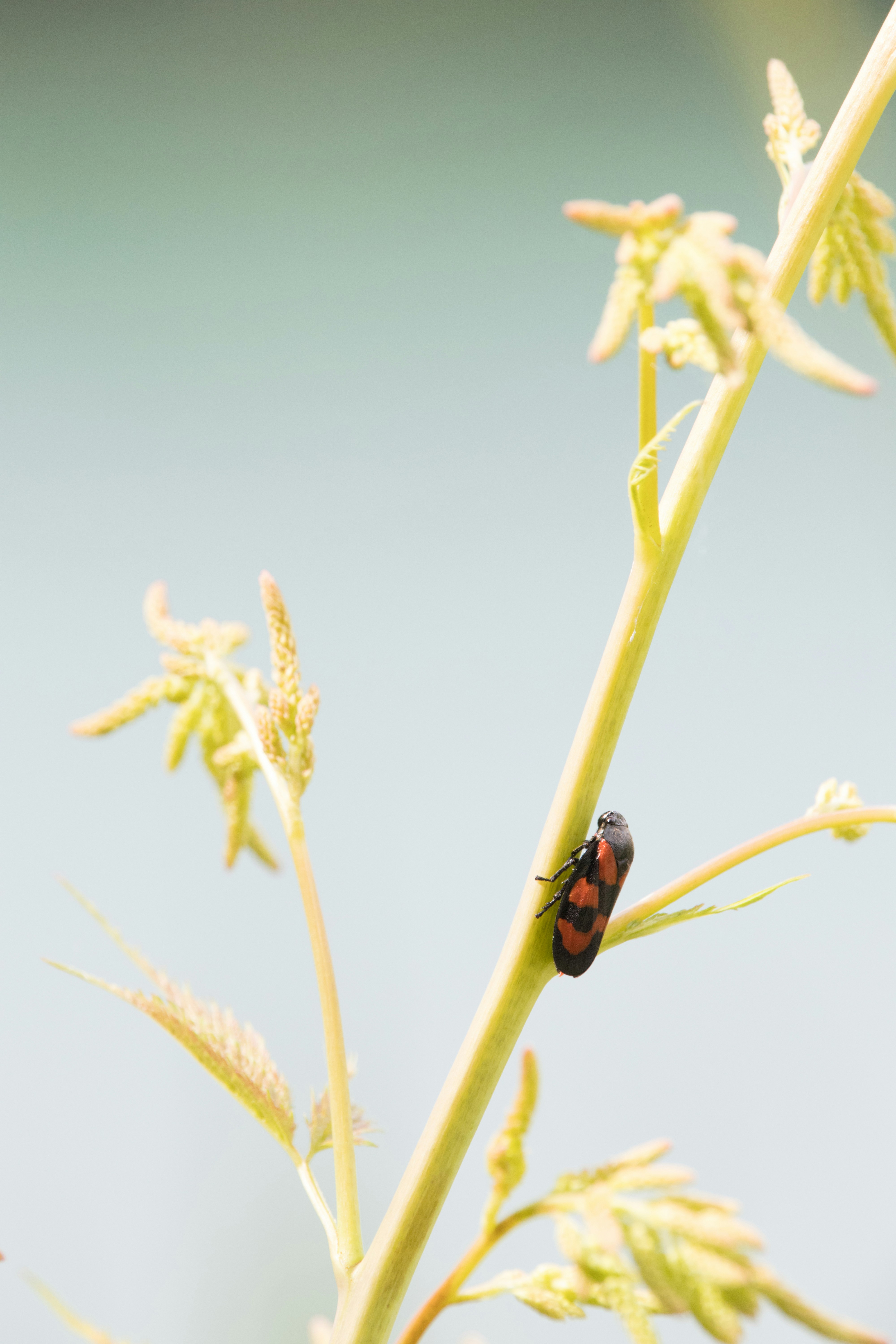 Tiny red-and-black bug clings to a pale green stem against a soft gradient backdrop