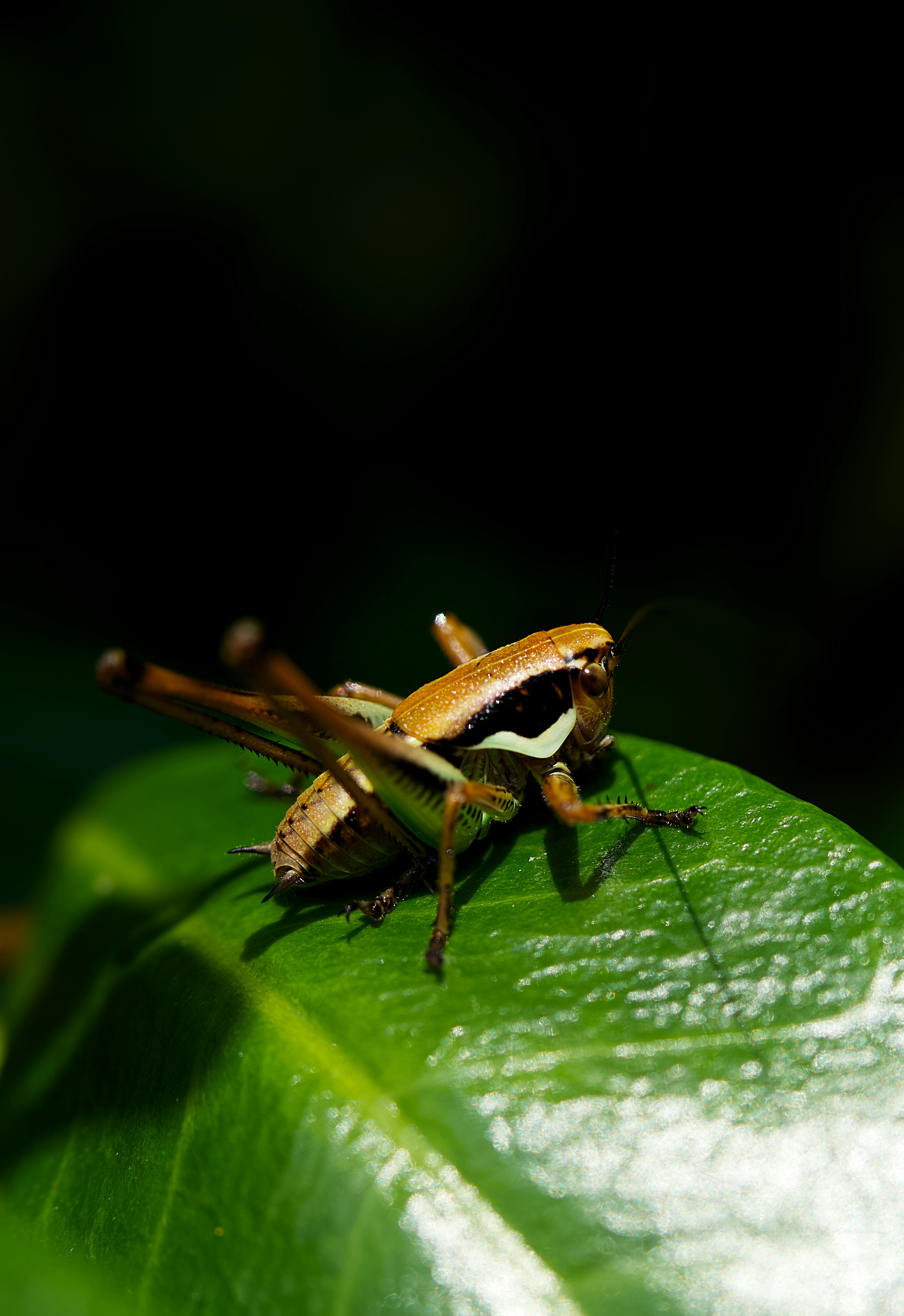Close-up of a Brown Grasshopper perched on a glossy leaf