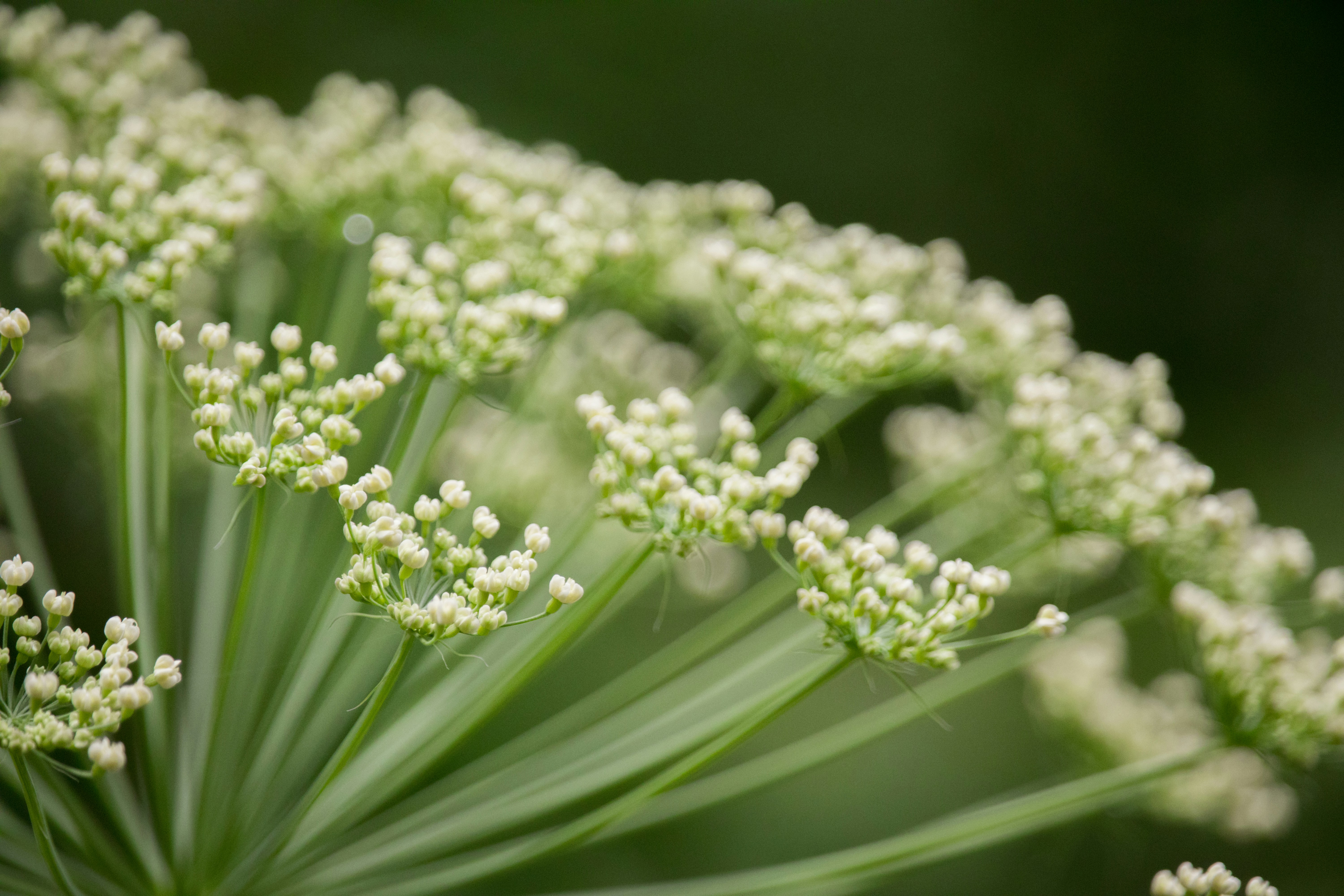 Delicate Umbel in Soft Focus