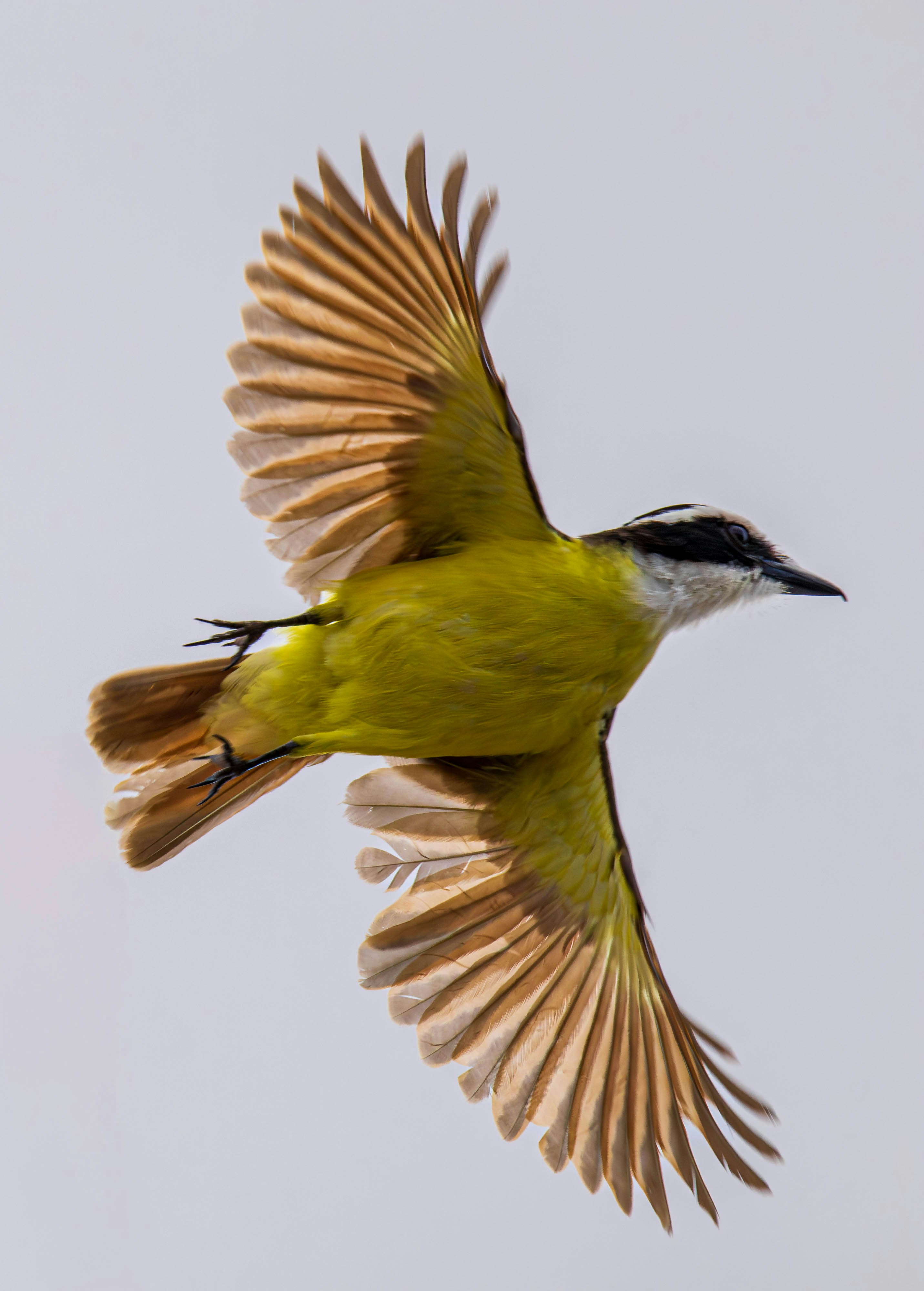Midair Yellow Kingfisher: wings spread in ascent