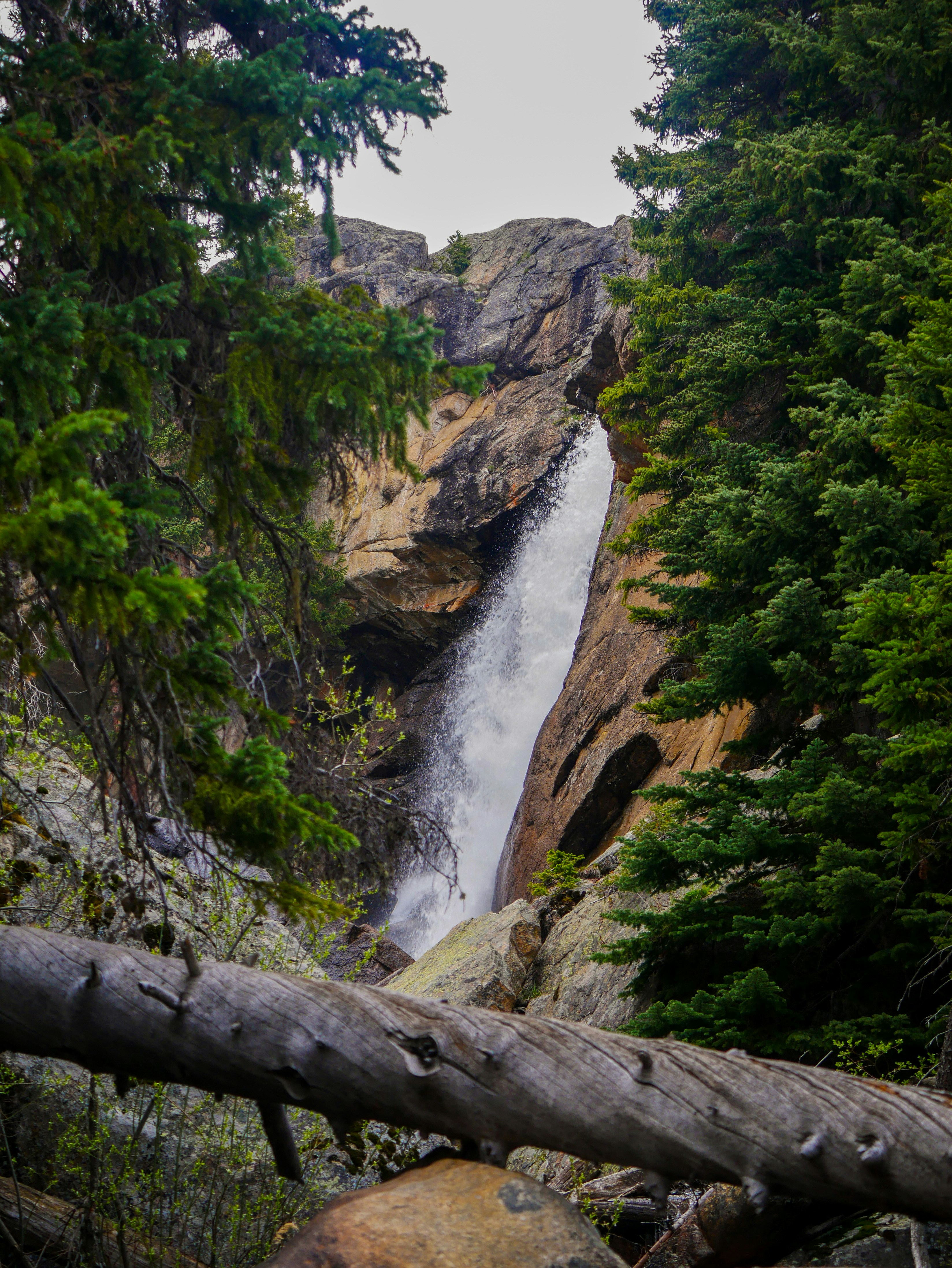 Hidden Cascade Amid Mossy Pines