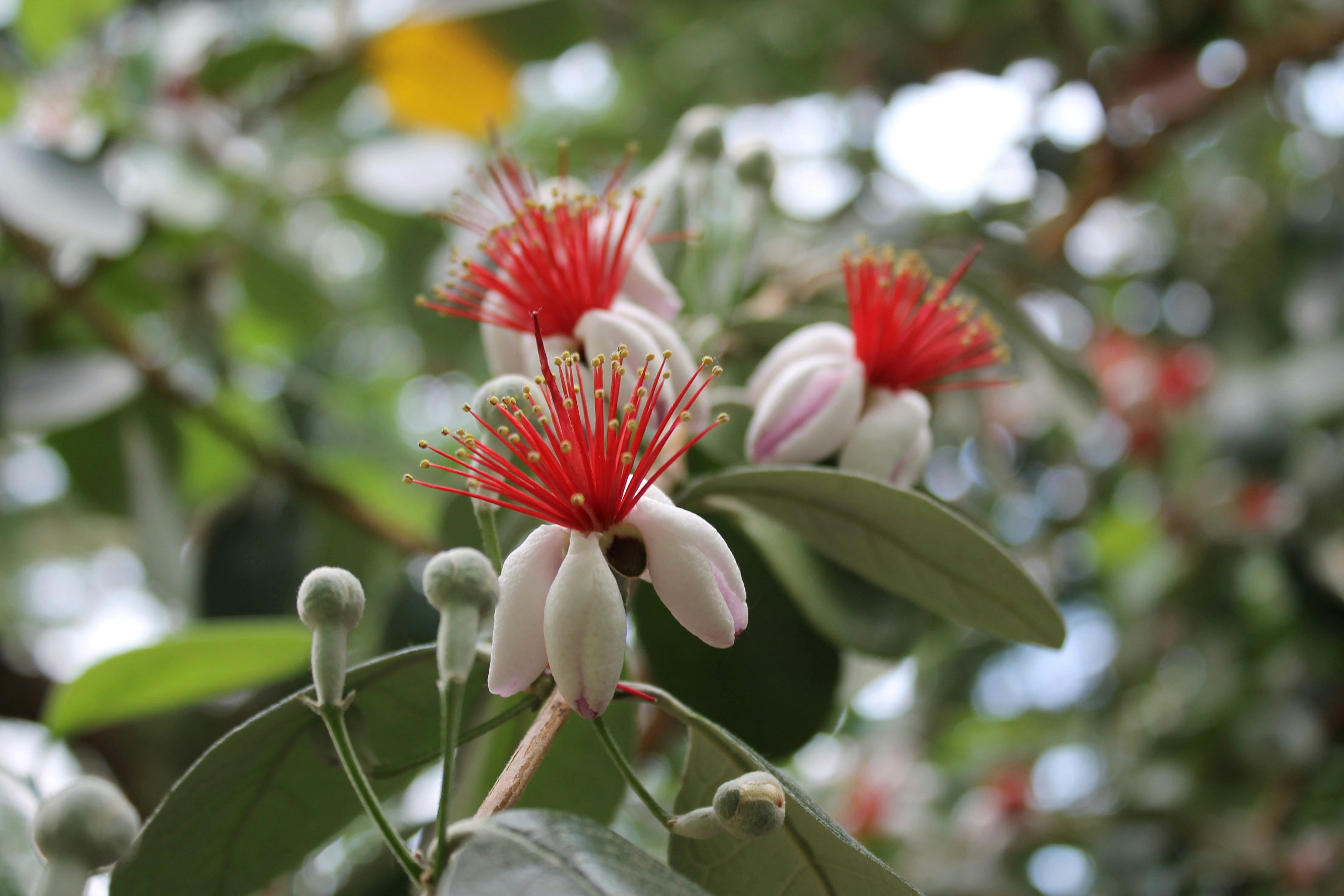 Crimson Anthers among Soft Blossoms