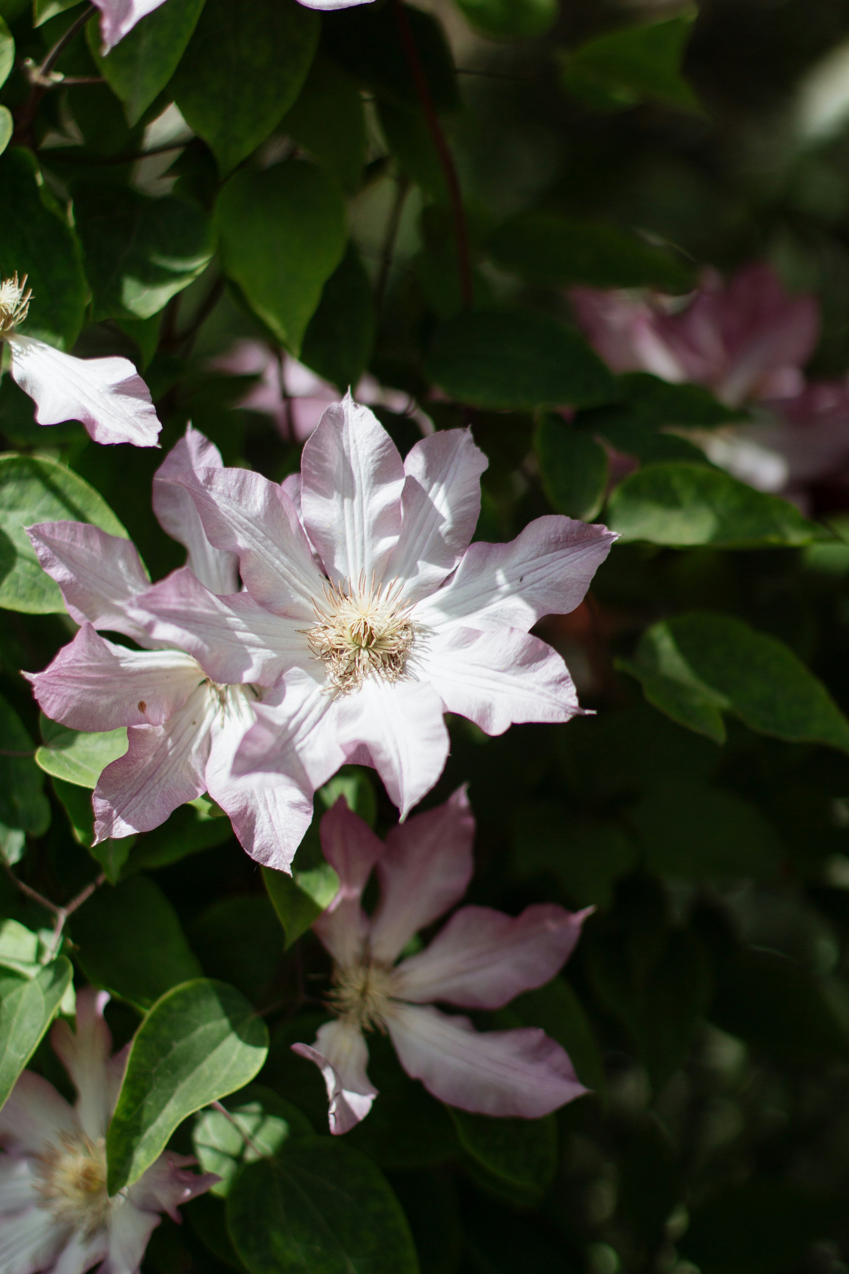 Soft-petal Bloom in a Shaded Garden
