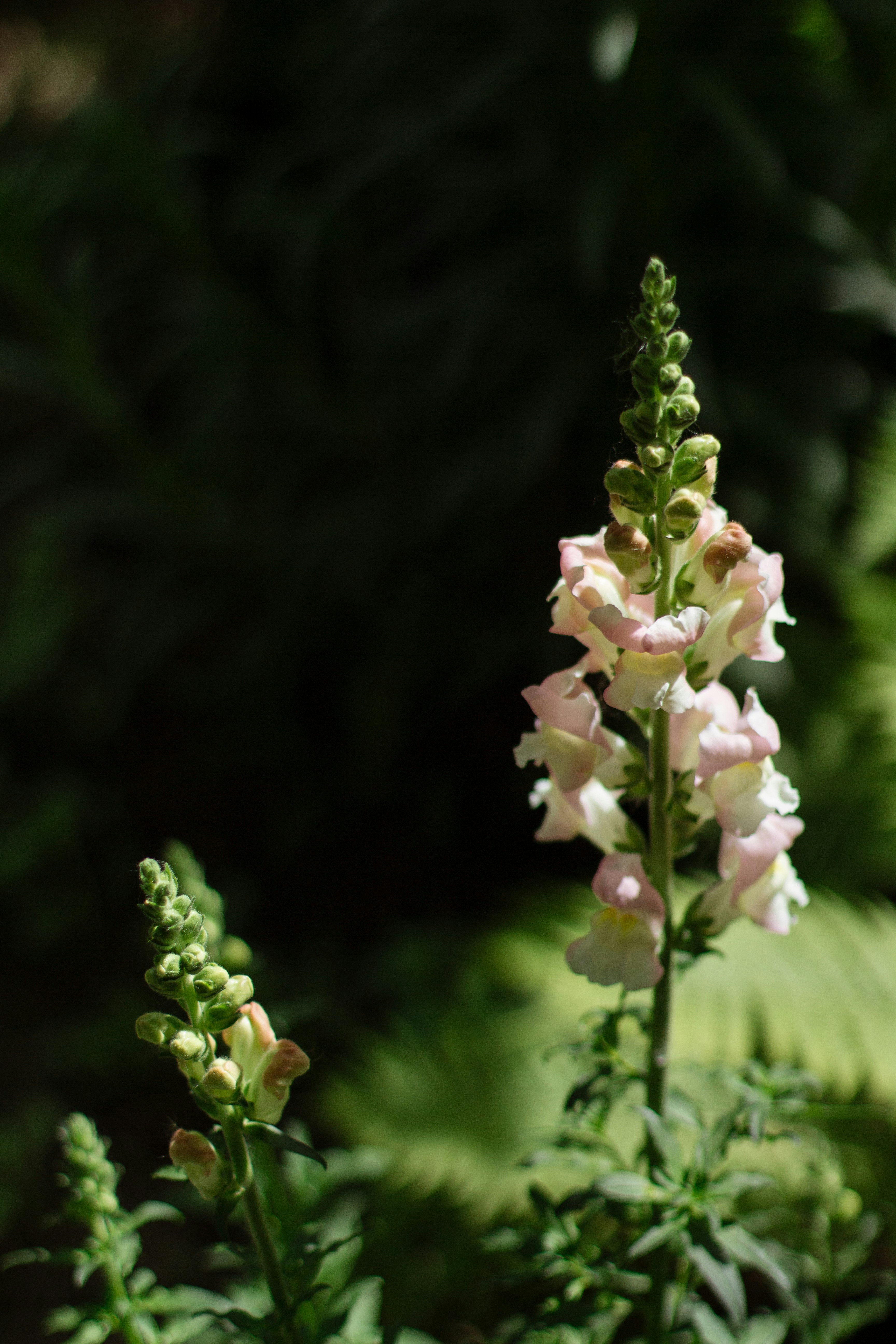 Pastel Snapdragon Bloom Reaching Toward the Light