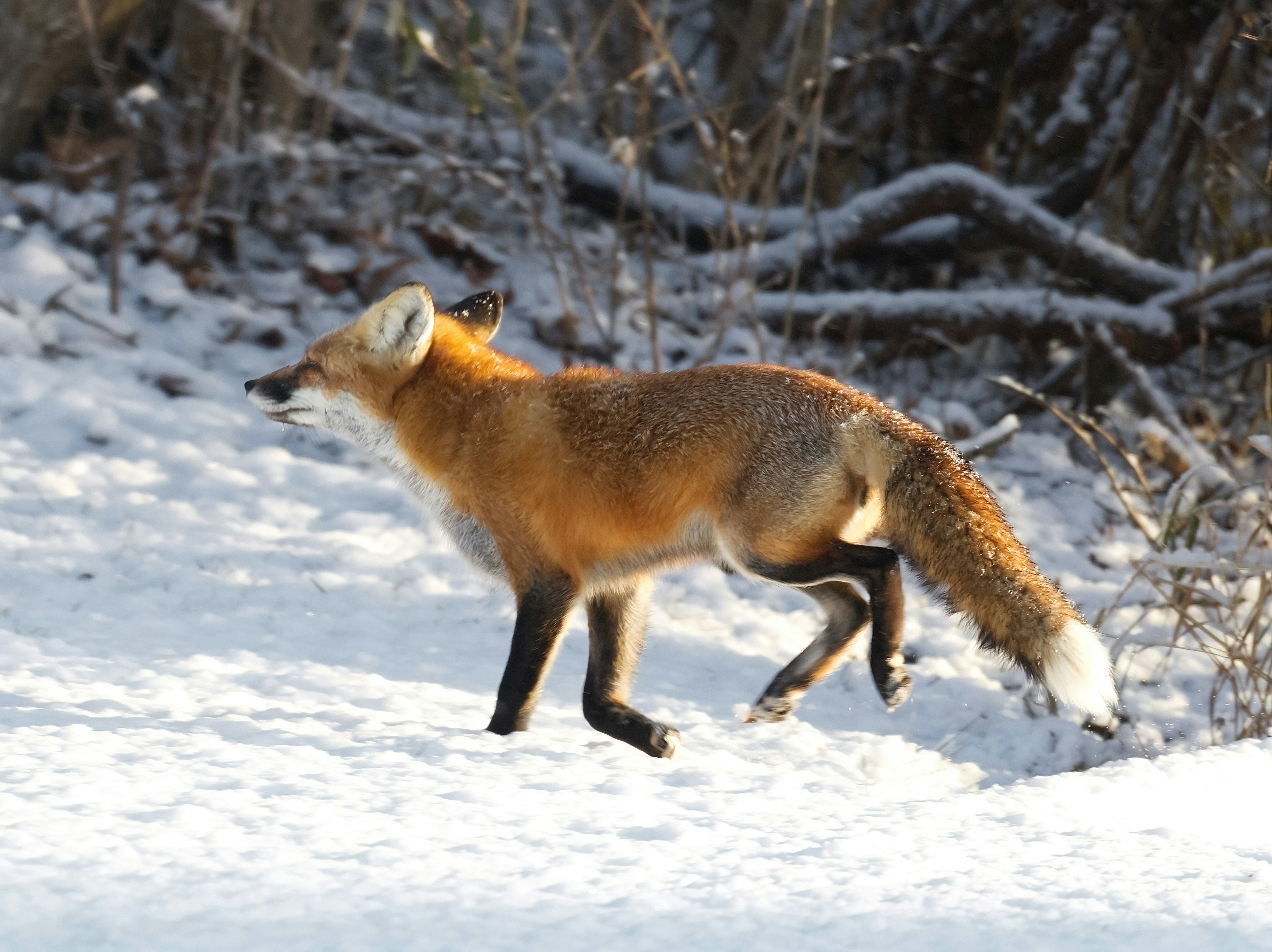 Winter Stalker: A Red Fox Patrolling a Snow-Dusted Field