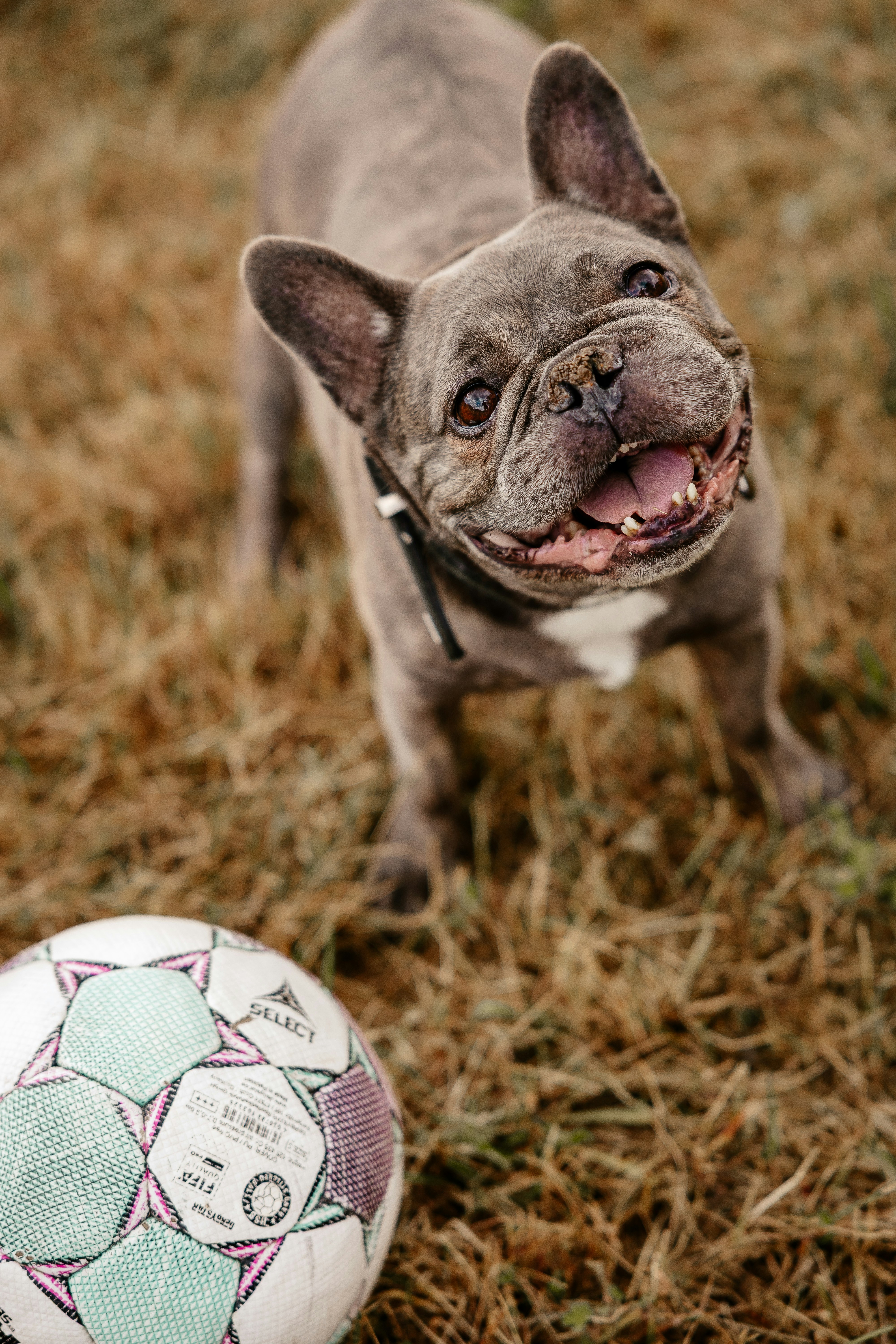 Grin and Fetch: A Canine Caught in a Moment of Play