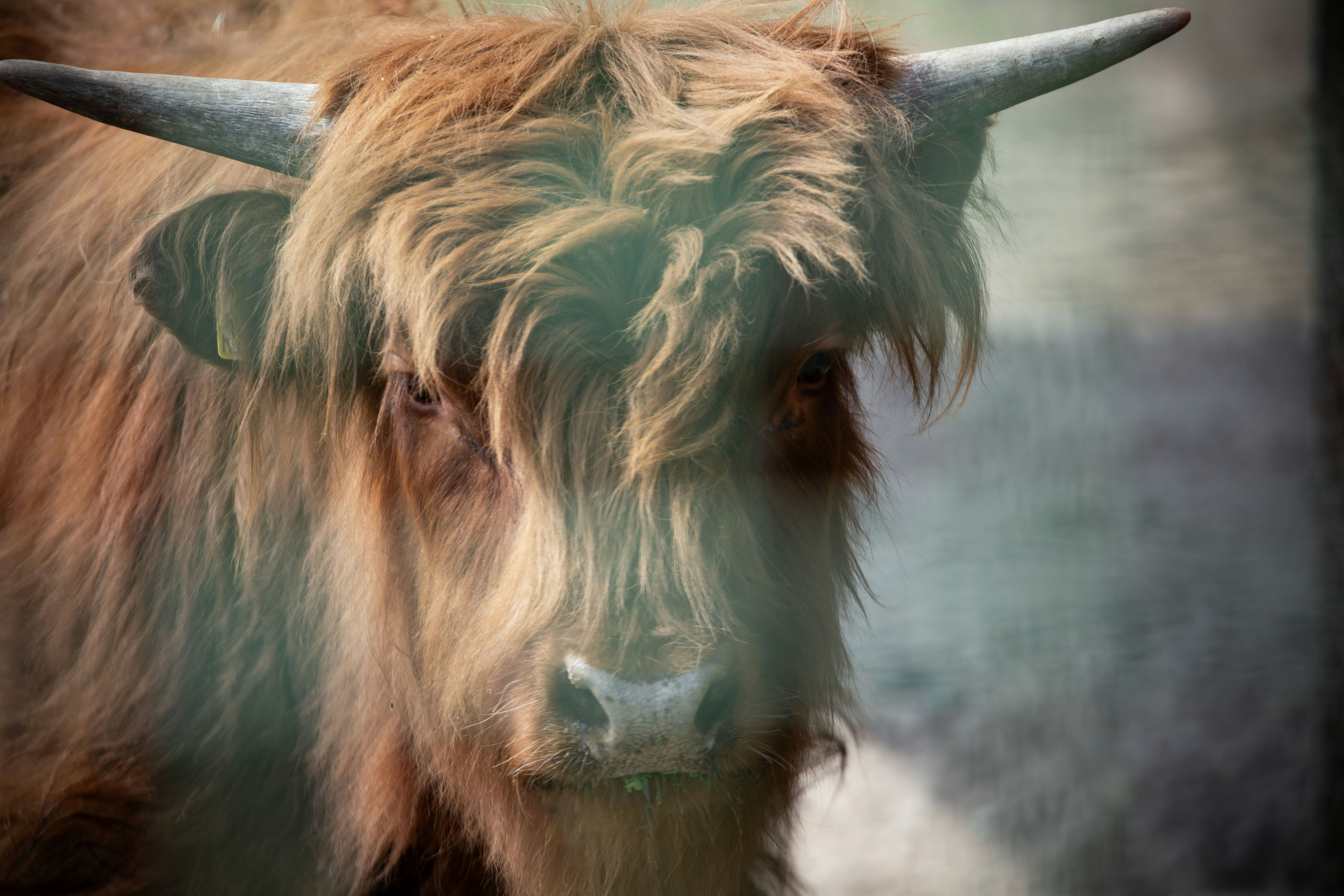 Half-hidden Bull: A Highland Cow Gaze Through a Veiled Glass