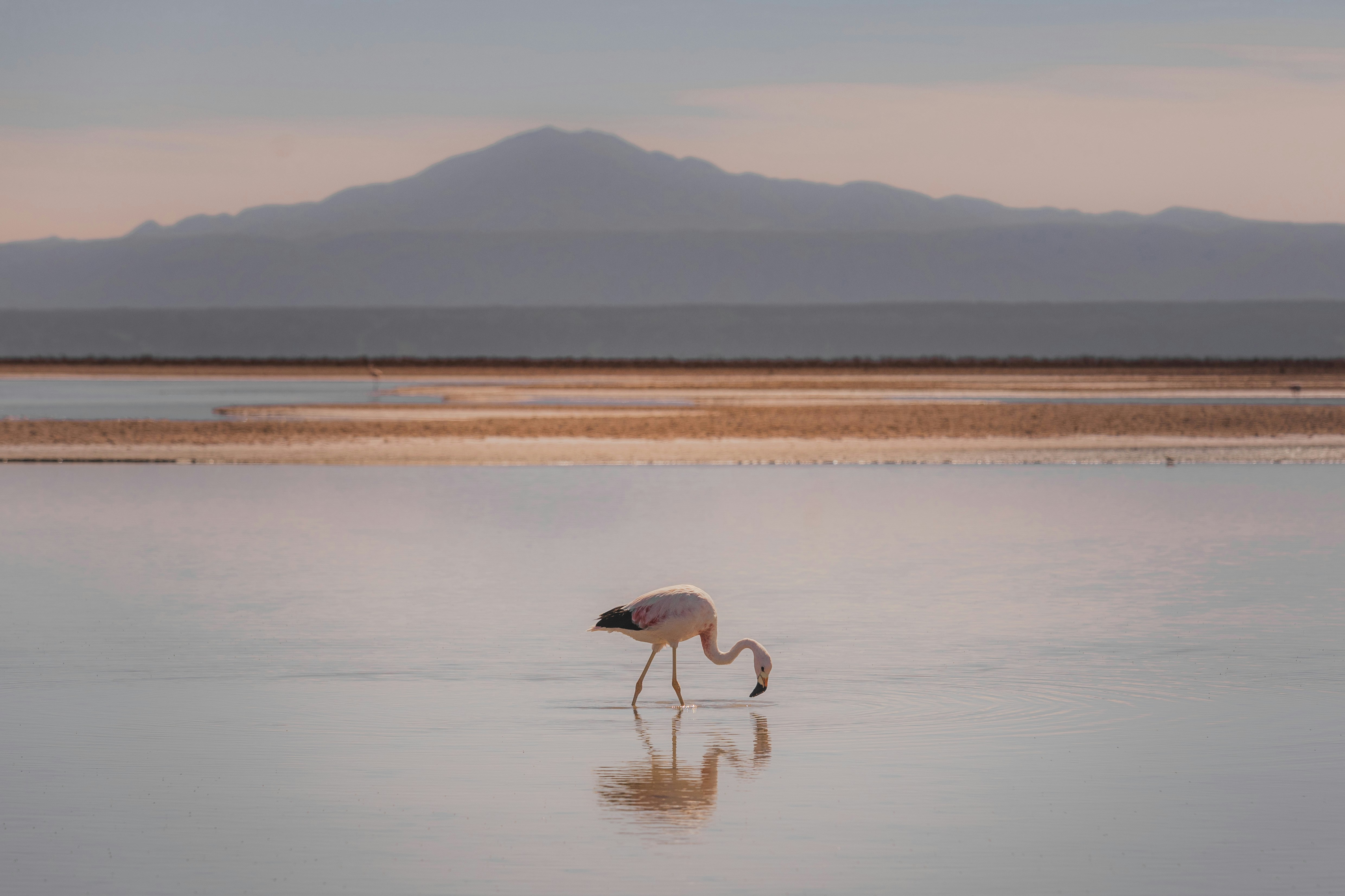 Flamingo at Dusk: A Lone Bend in the Salt