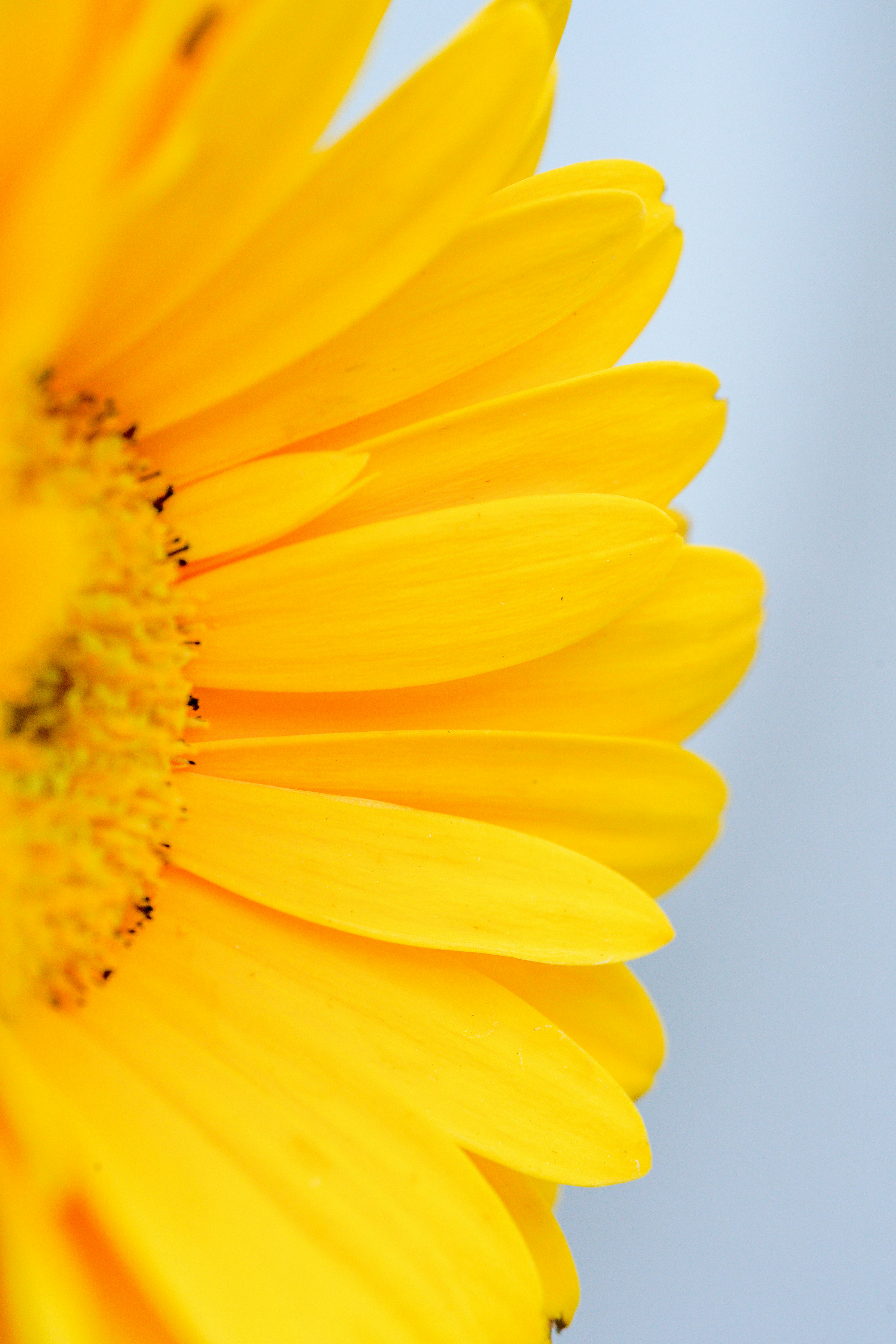 Sunlit Petals: A Close-Up of Yellow Radiance