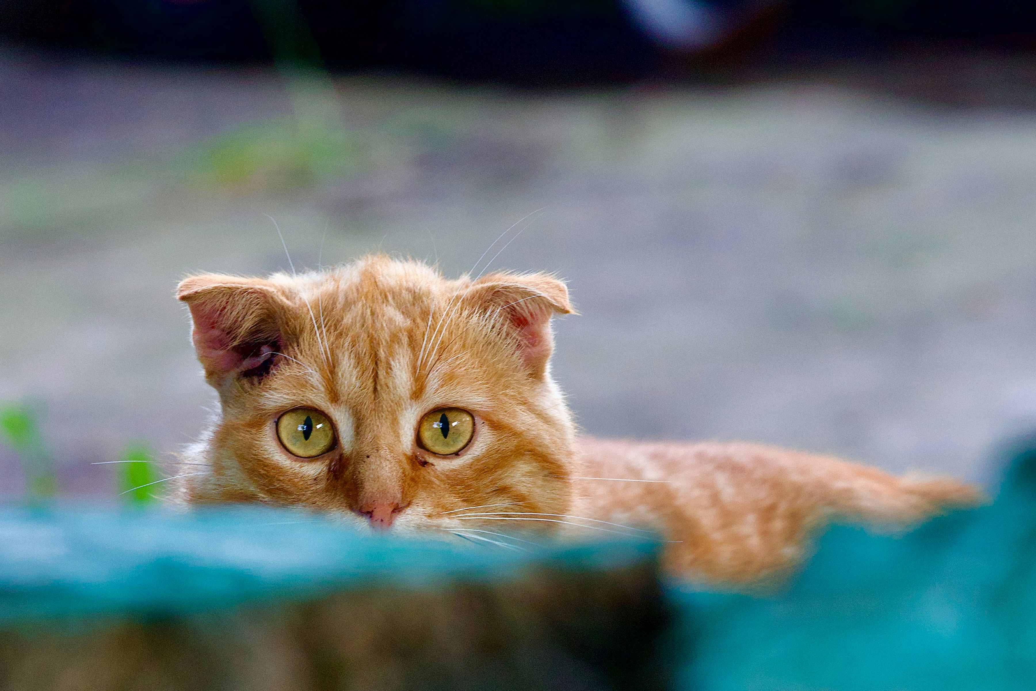 Photo by Andrey Tikhonovskiy